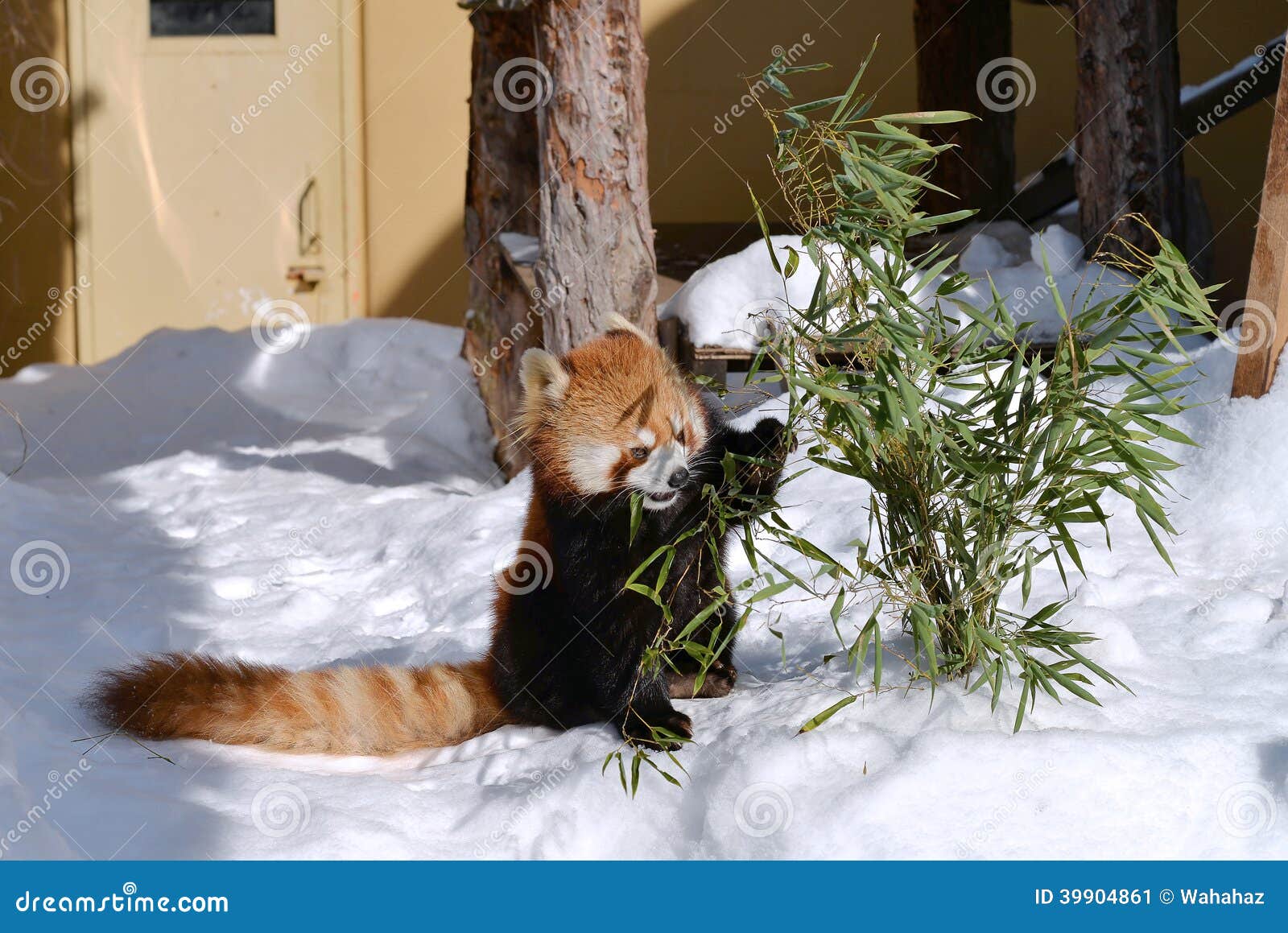 Red Panda stock image. Image of redpanda, chinese, rare - 39904861