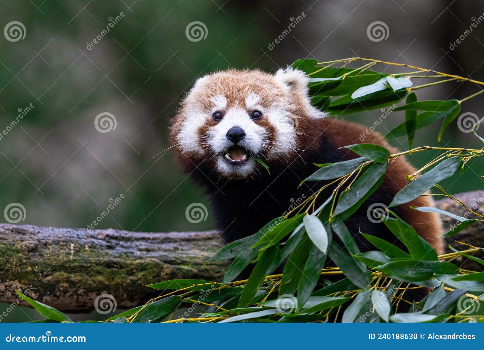 Red Panda Eating Bamboo in the Forest Stock Photo - Image of asia ...