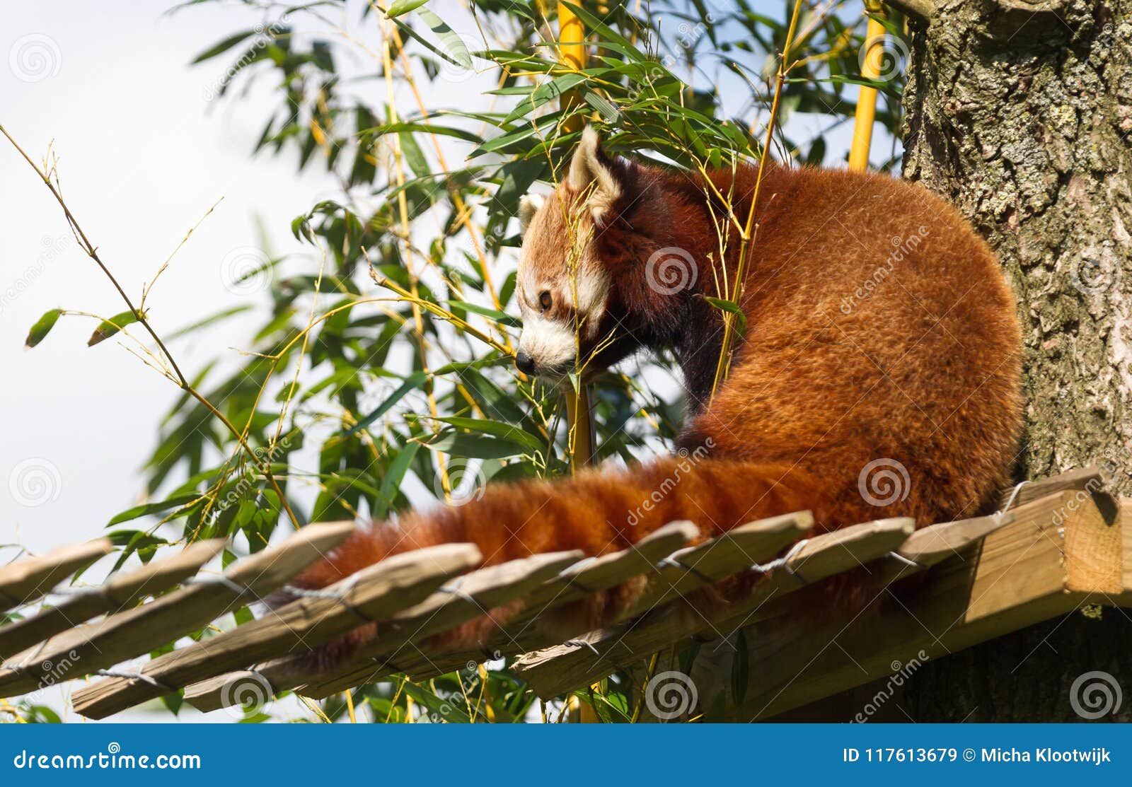Red panda eating bamboo stock image. Image of park, asian - 117613679