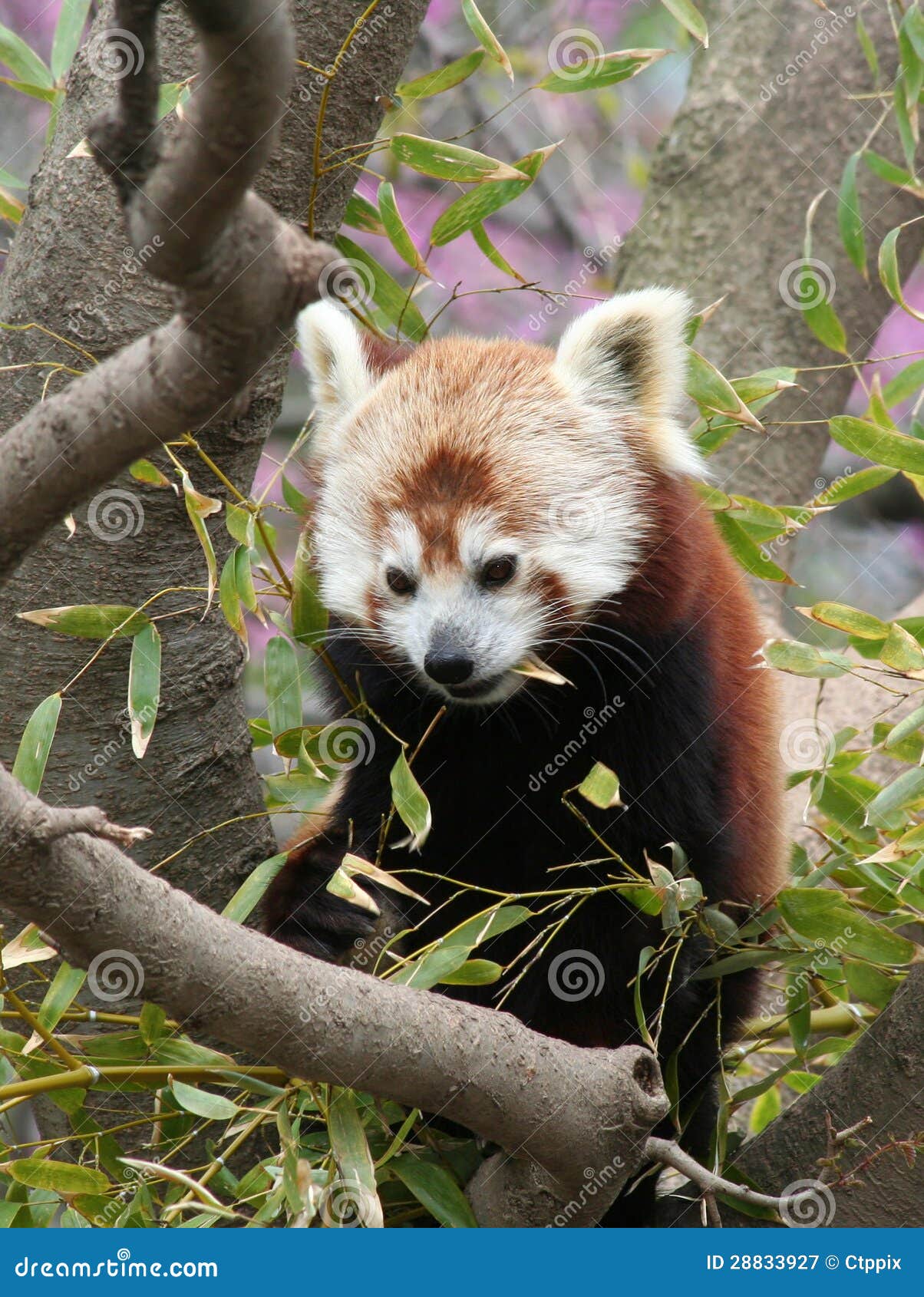 Red Panda Eating Bamboo Leaf Stock Image - Image of reddish, tree: 28833927