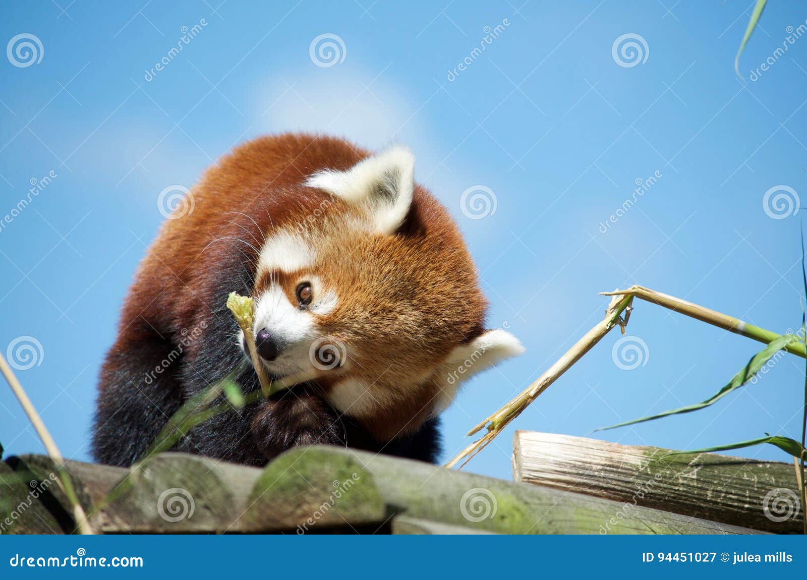 Red Panda eating bamboo stock image. Image of bluesky - 94451027