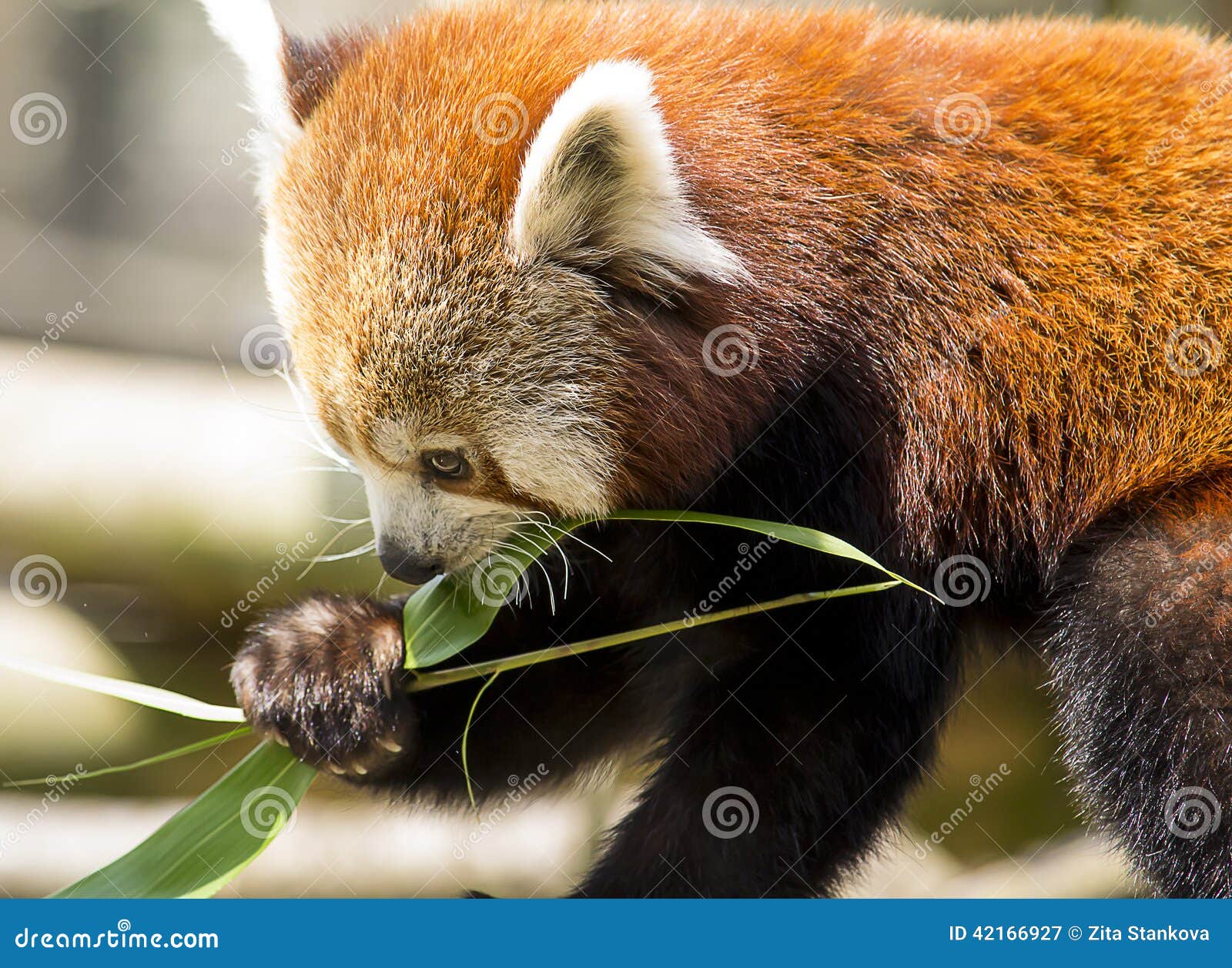 Red panda eating stock image. Image of plant, green, furry - 42166927