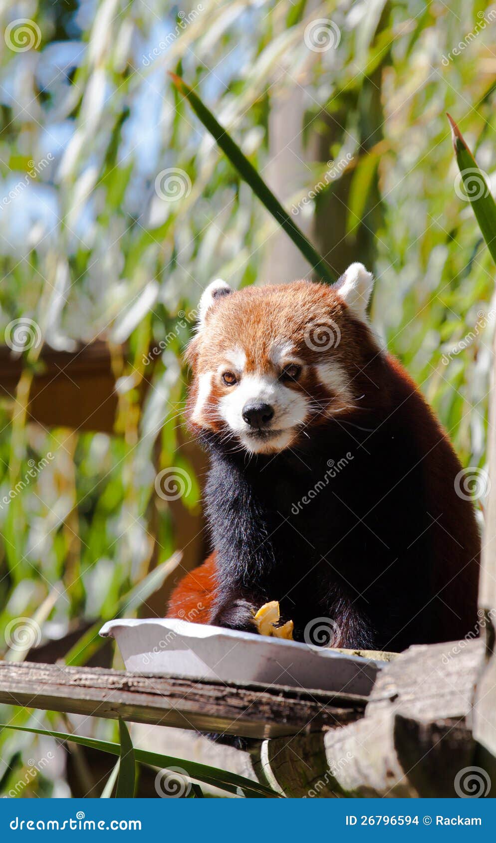 Red panda eating friuits stock photo. Image of feeding - 26796594