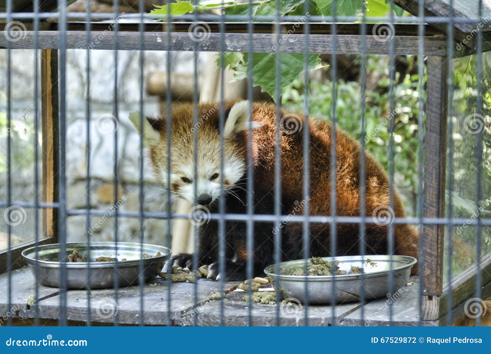 Red panda stock photo. Image of bear, wildlife, brown - 67529872