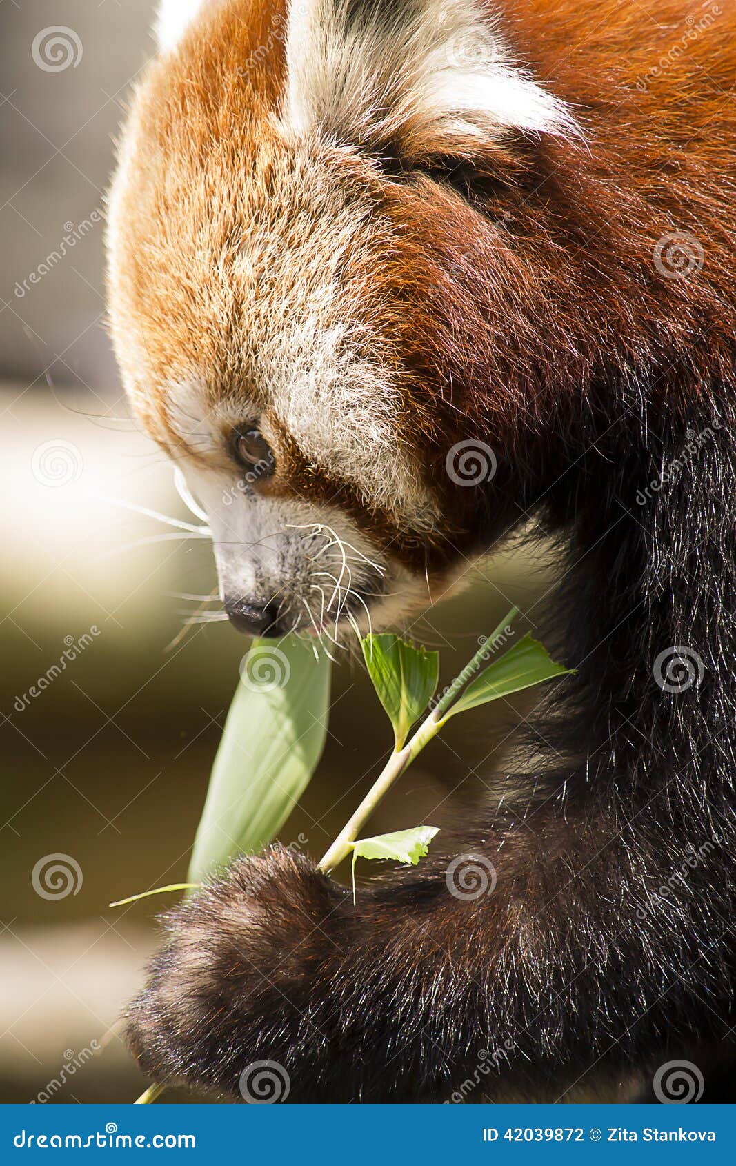 Red panda eating stock photo. Image of leaf, wildlife - 42039872