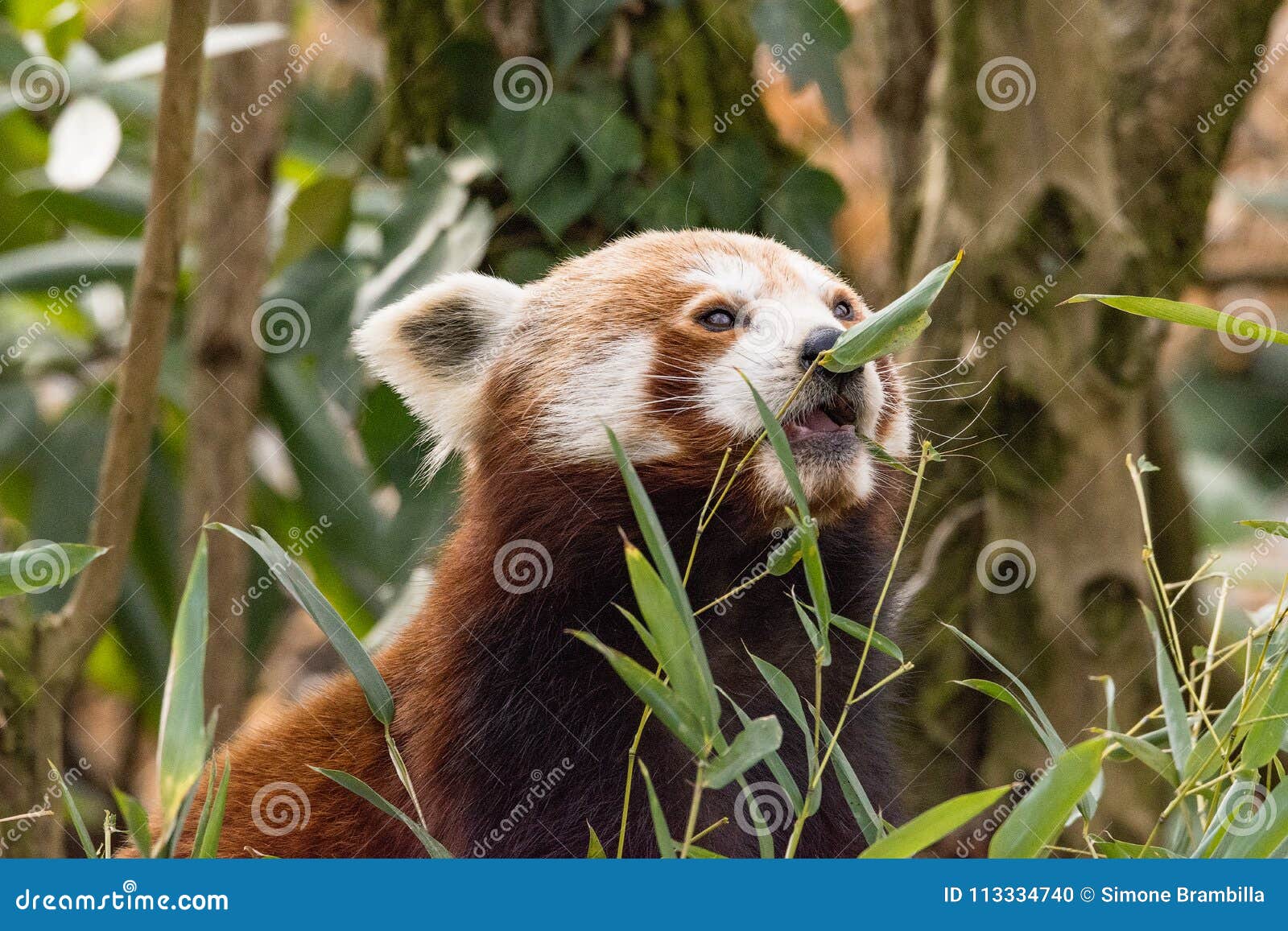 The Red Panda Eats on a Tree Stock Photo - Image of natura, china ...