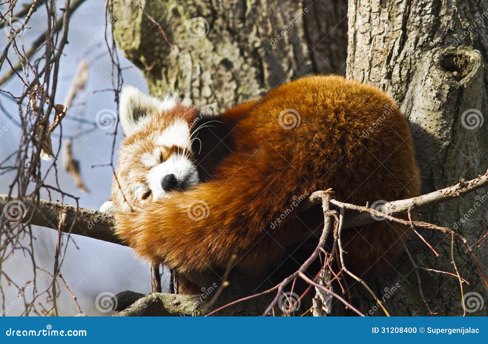 Red Panda stock photo. Image of environmental, mammal - 31208400