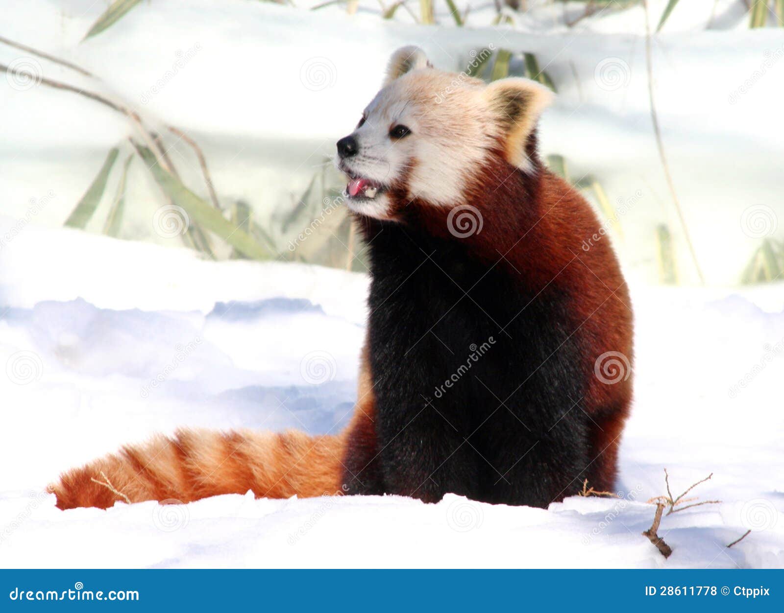Red Panda enjoying Snow stock photo. Image of green, brown - 28611778