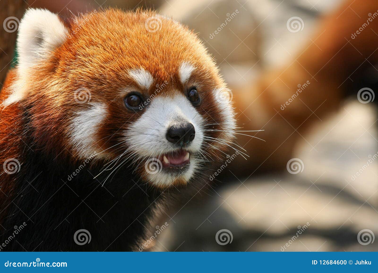 Cute Red Panda Face