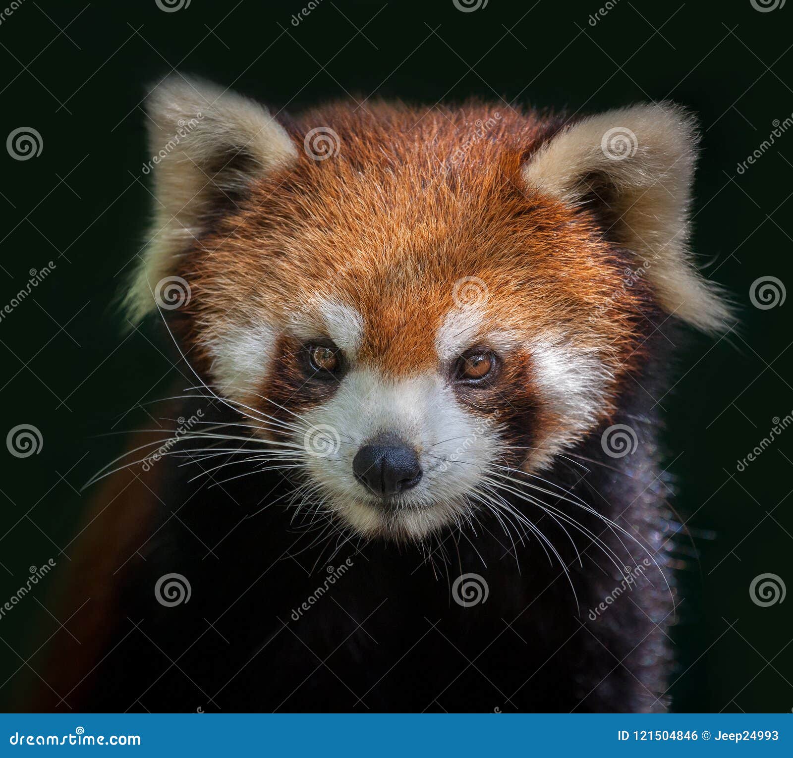 Red Panda Face Close Up With Blured Green Background Stock Image ...