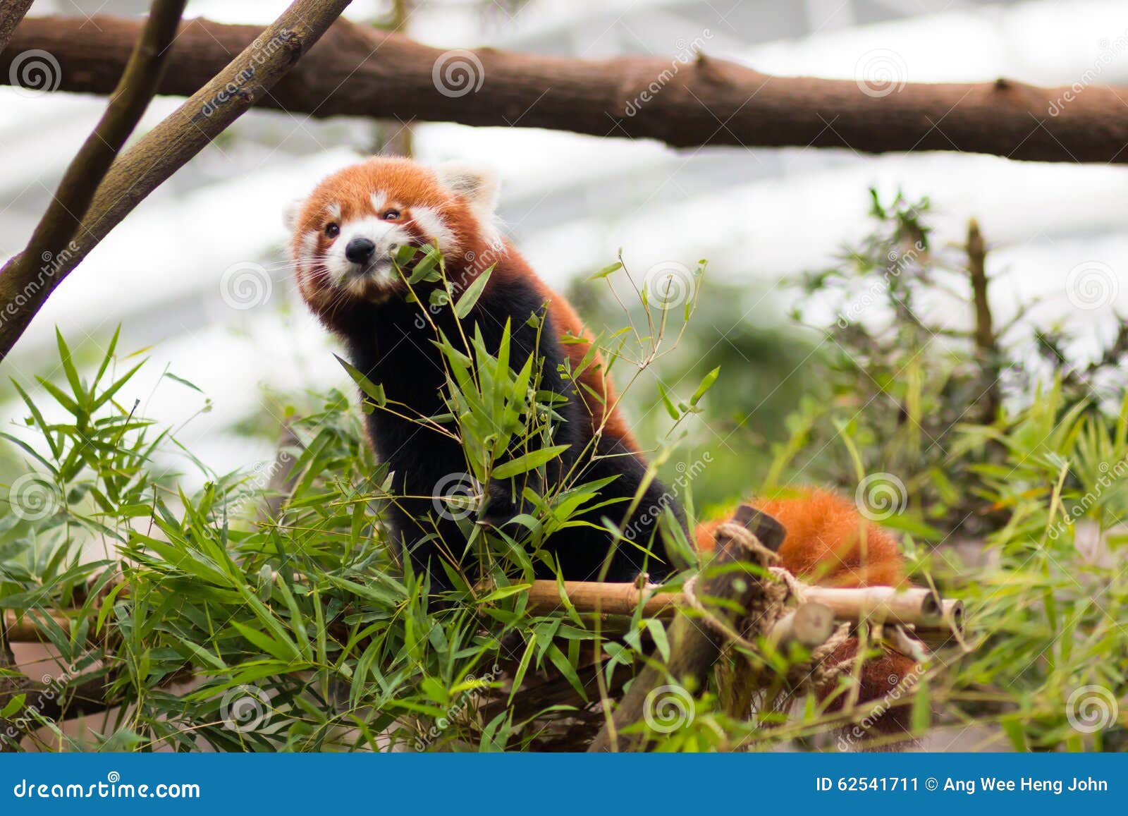 Red Panda Feeding stock image. Image of panda, relax - 62541711