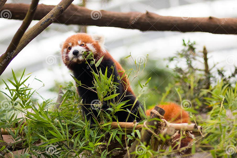 Red Panda Feeding stock image. Image of panda, relax - 62541711