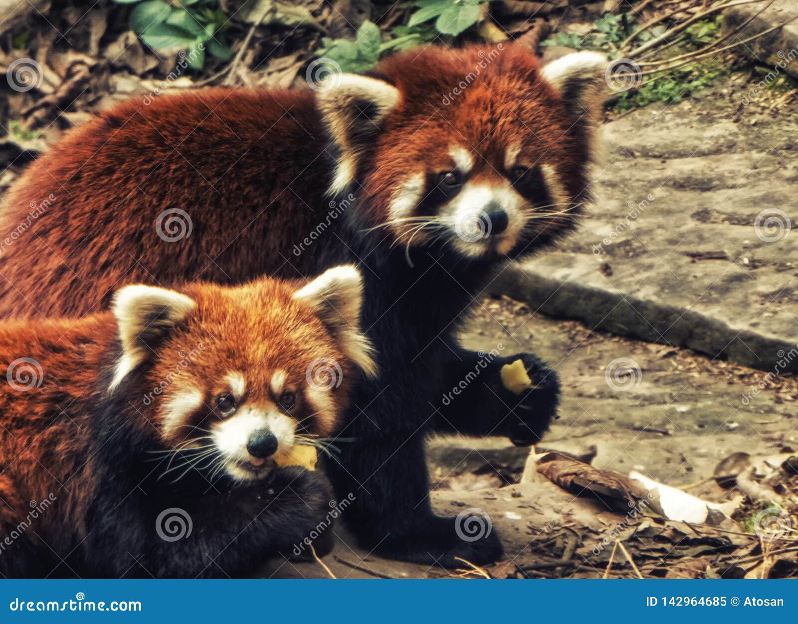 The Red Panda stock image. Image of hand, chinese, asia - 142964685