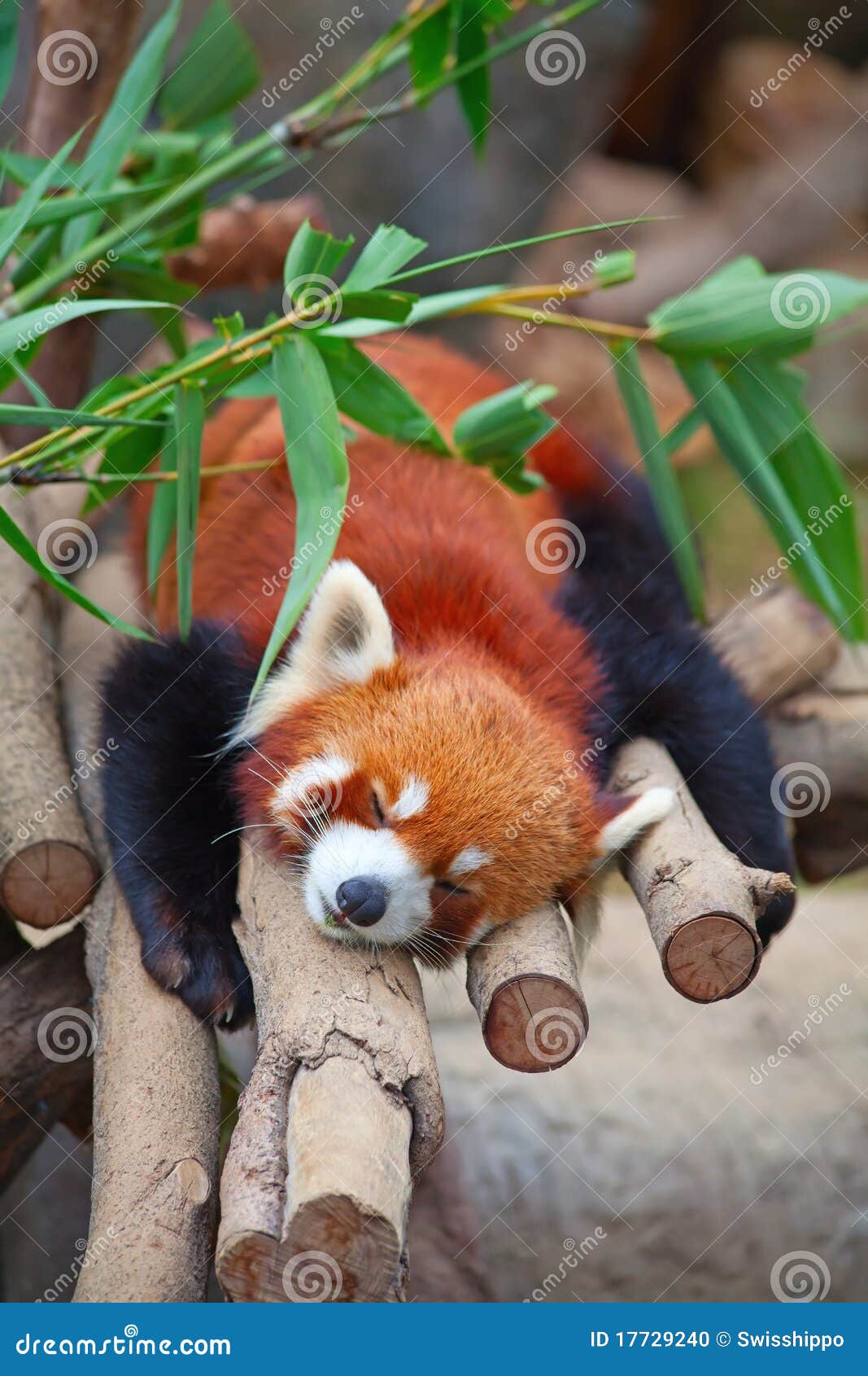 Red panda (firefox) stock photo. Image of endangered - 17729240