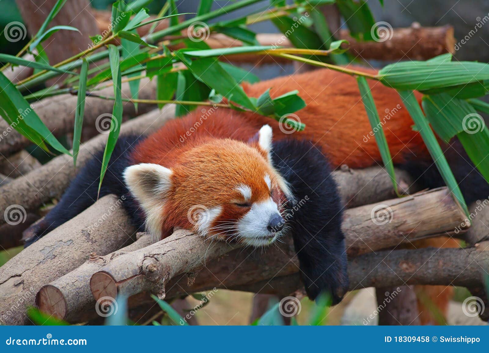 Red panda (firefox) stock photo. Image of lesser, nepal - 18309458