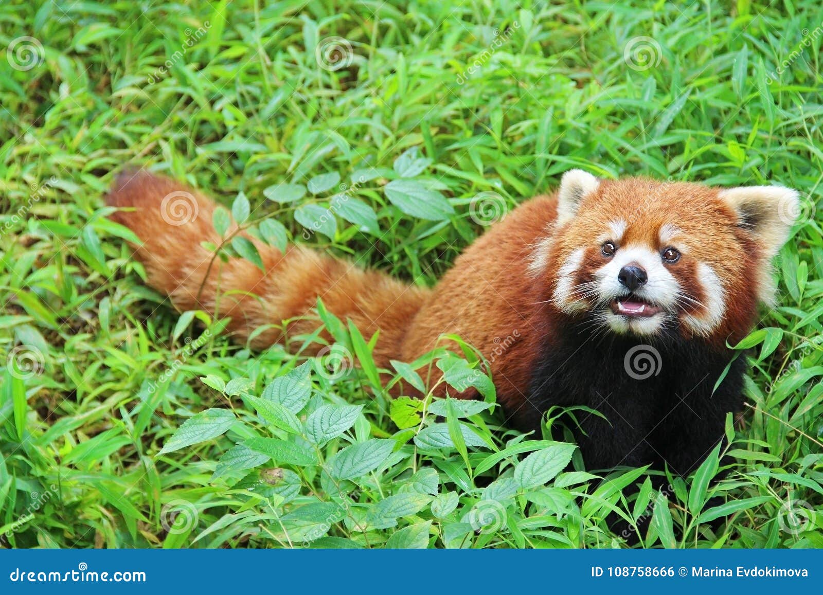 Firefox, the Red Panda in Chengdu, China. Stock Photo - Image of ...