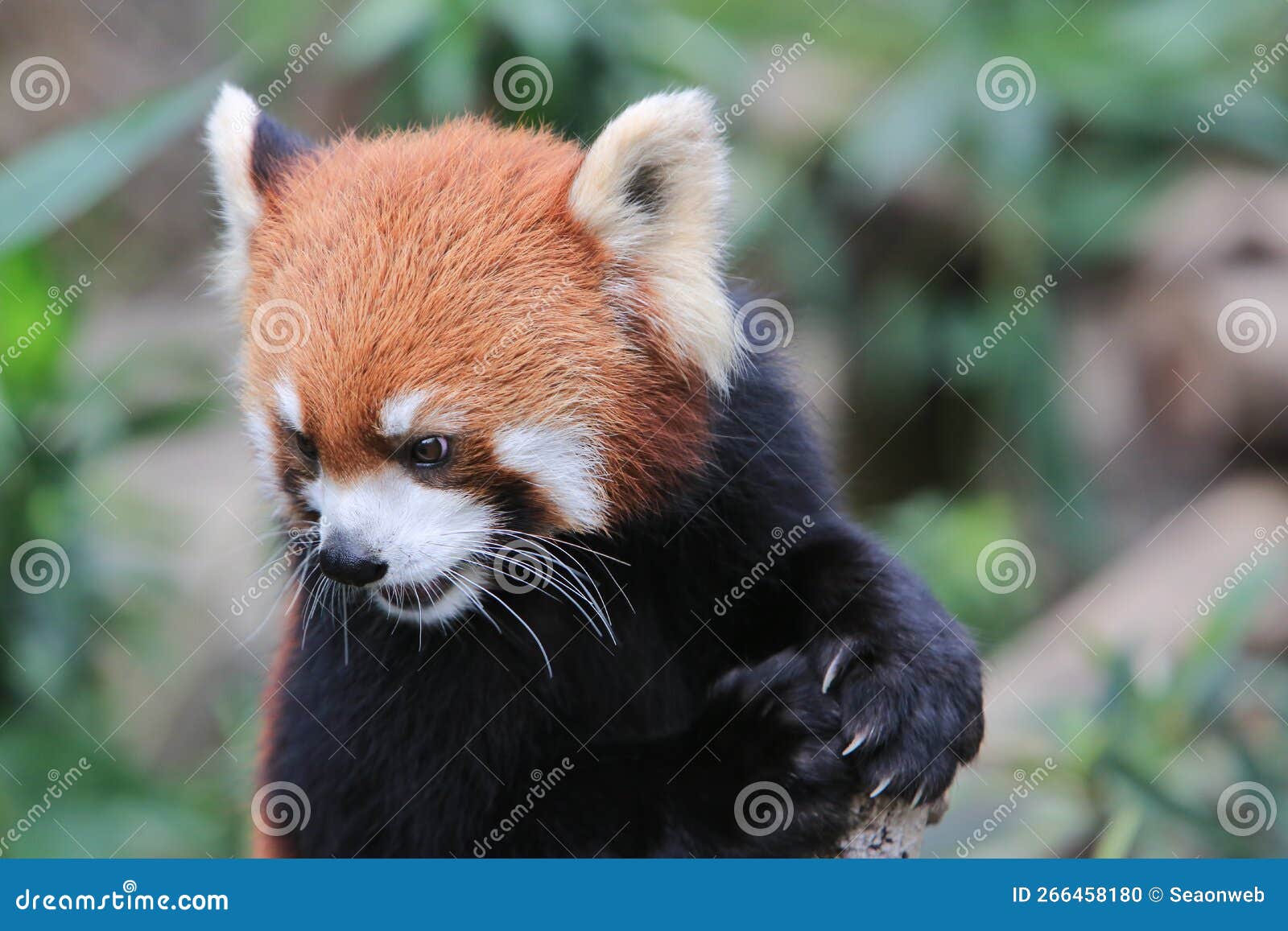 The Red Panda, Firefox or Lesser Panda 18 Nov 2012 Stock Photo - Image ...