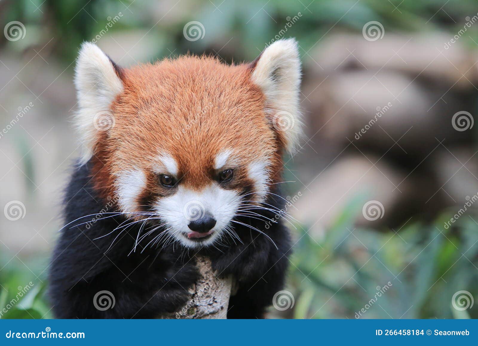 The Red Panda, Firefox or Lesser Panda 18 Nov 2012 Stock Photo - Image ...