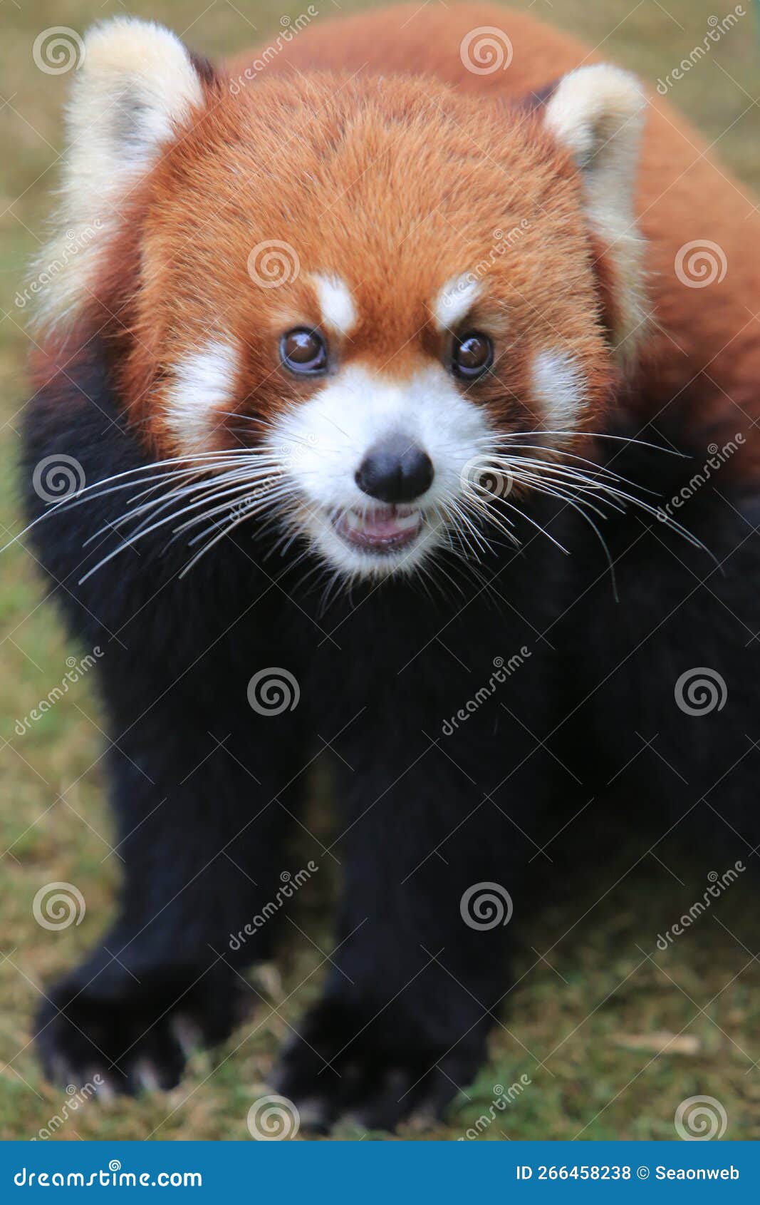 The Red Panda, Firefox or Lesser Panda 18 Nov 2012 Stock Photo - Image ...
