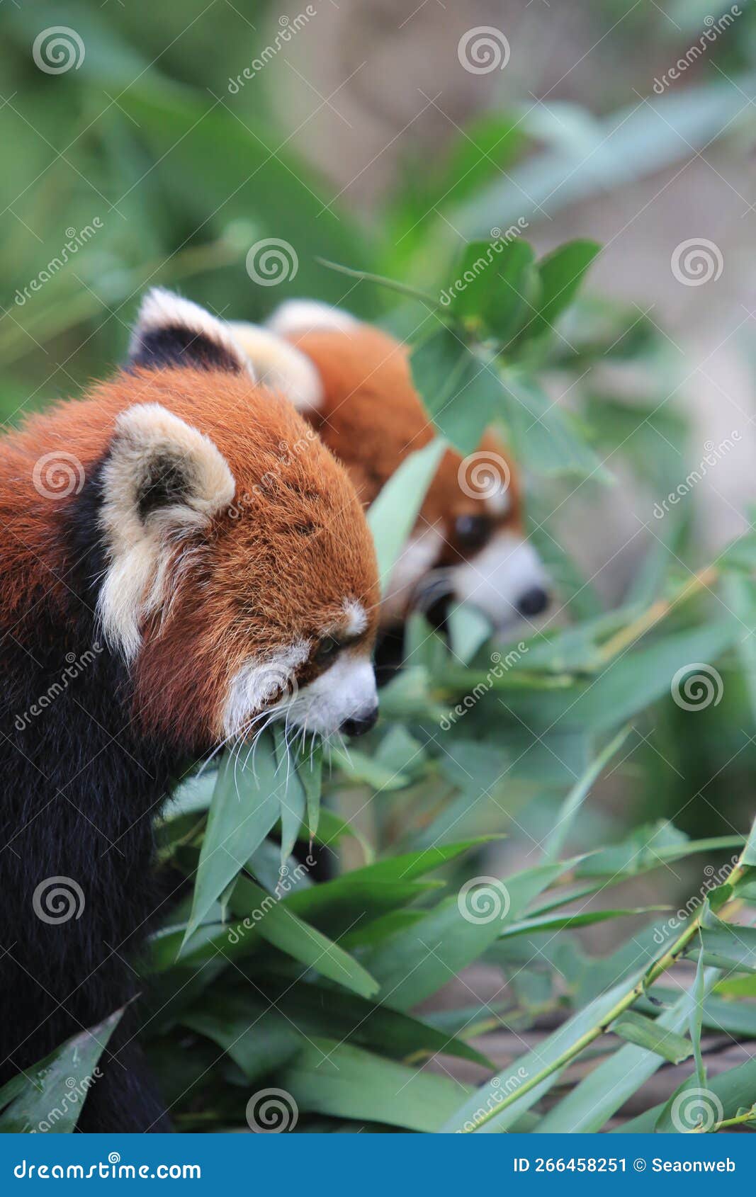The Red Panda, Firefox or Lesser Panda 18 Nov 2012 Stock Image - Image ...