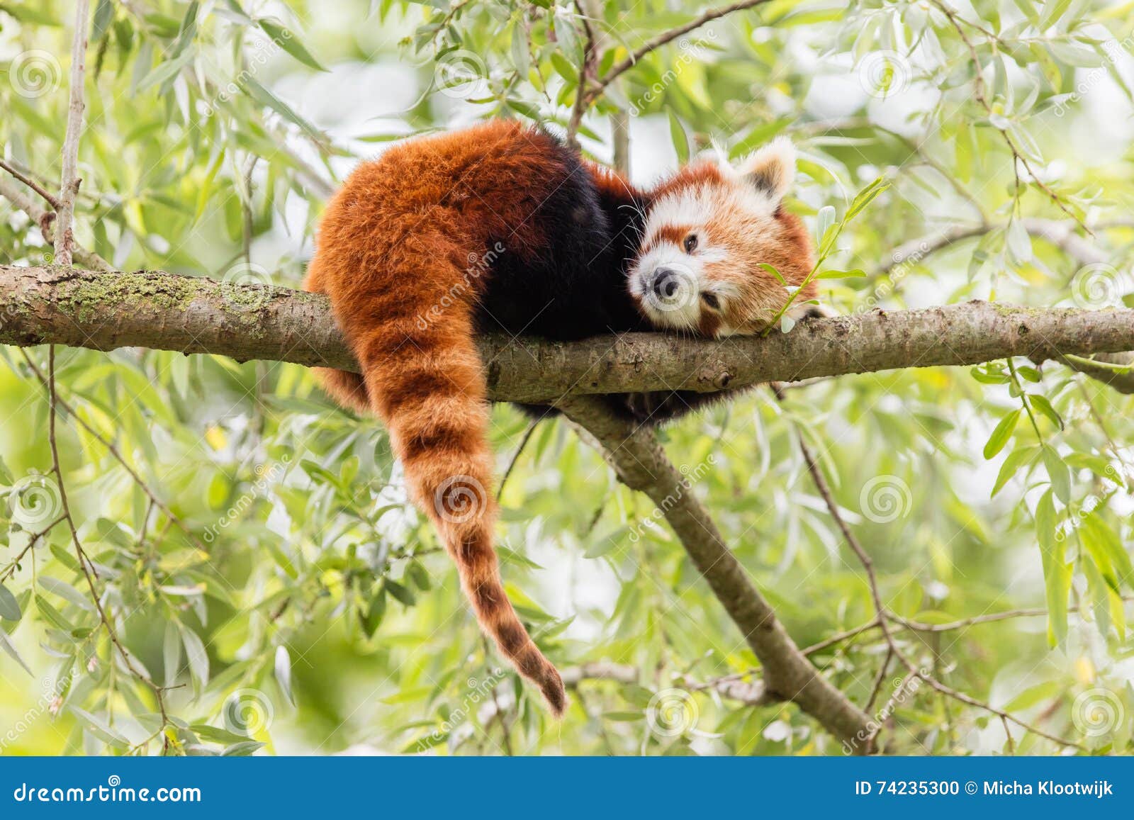 Red Panda, Firefox or Lesser Panda Stock Photo - Image of china ...