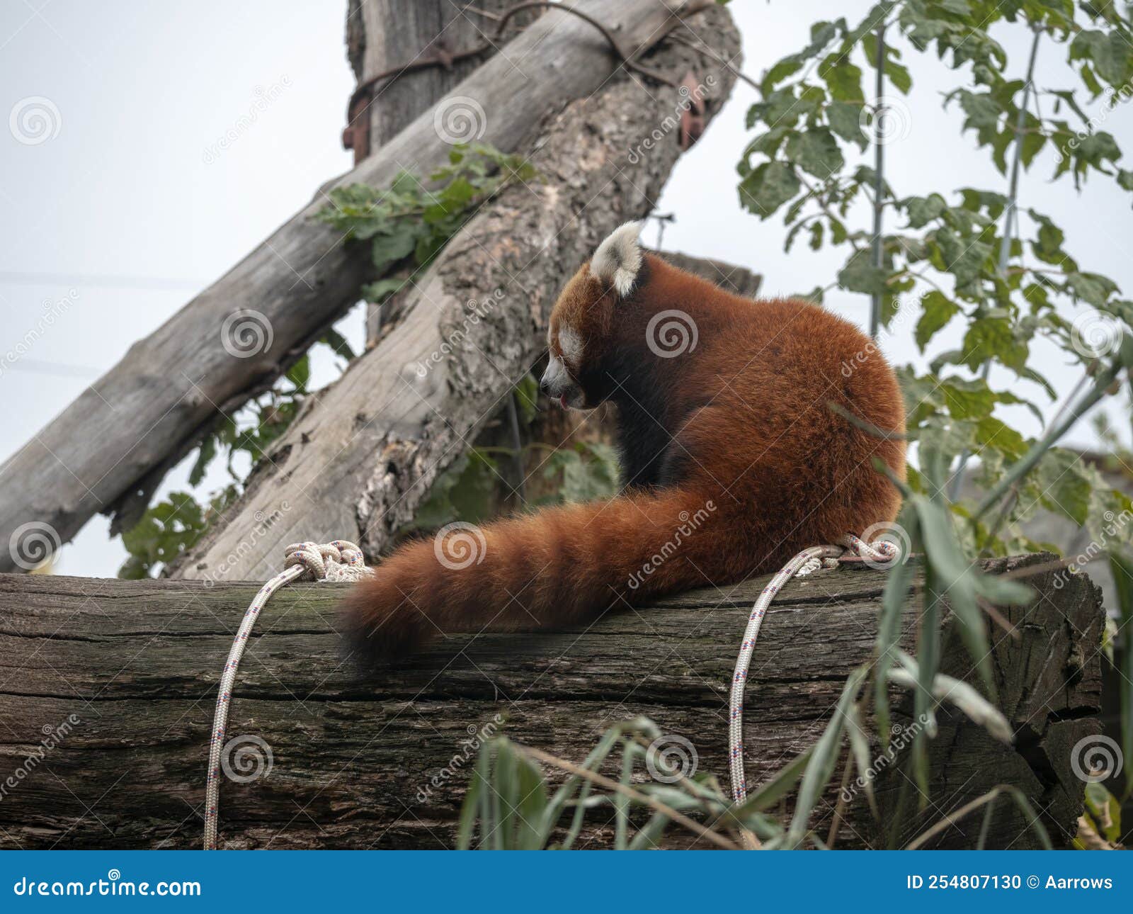 Red Panda, Firefox or Lesser Panda Ailurus Fulgens on the Tree Stock ...