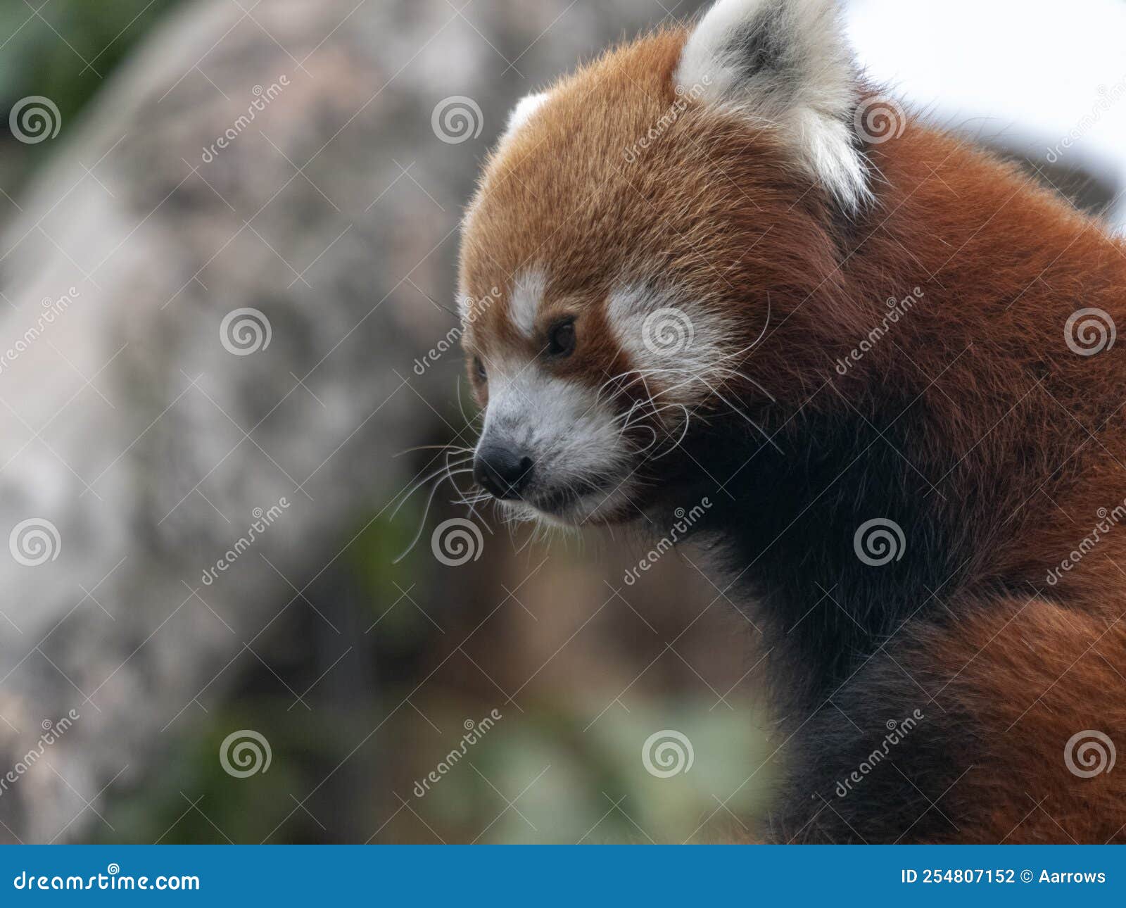 Red Panda, Firefox or Lesser Panda Ailurus Fulgens on the Tree Stock ...