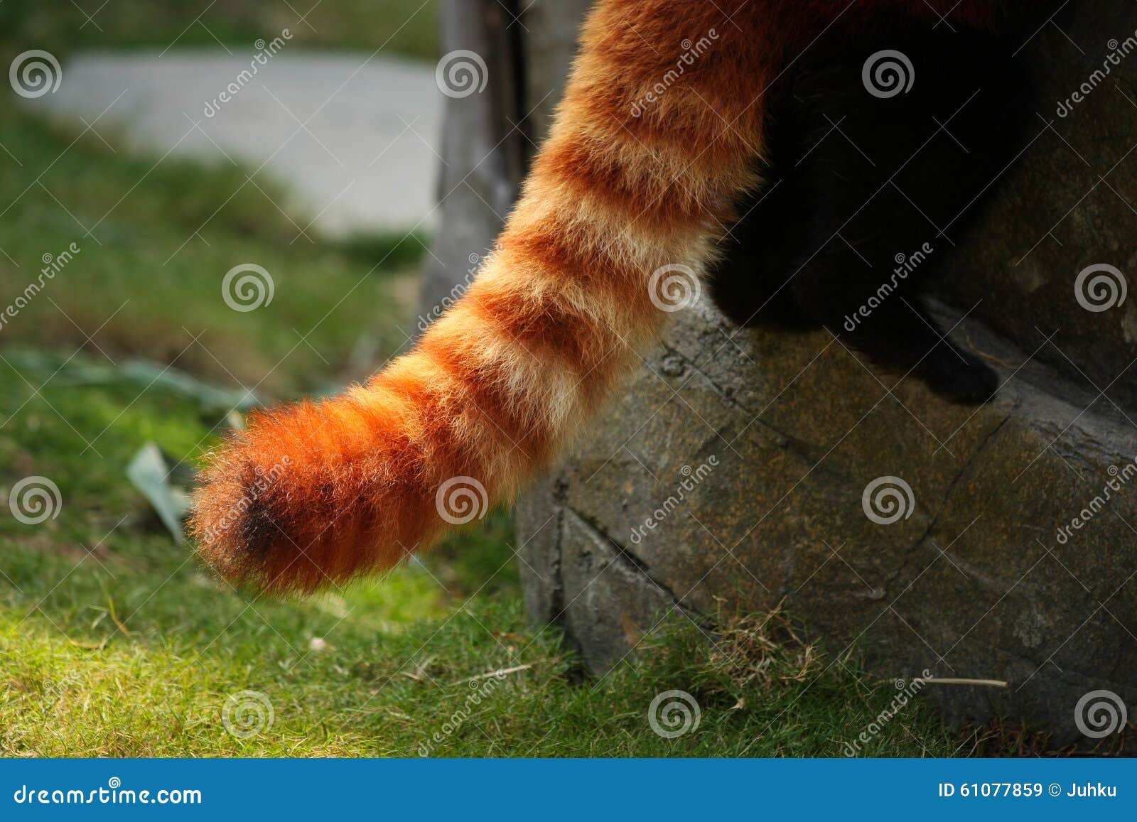 Red panda fluffy tail stock image. Image of herbivorous - 61077859
