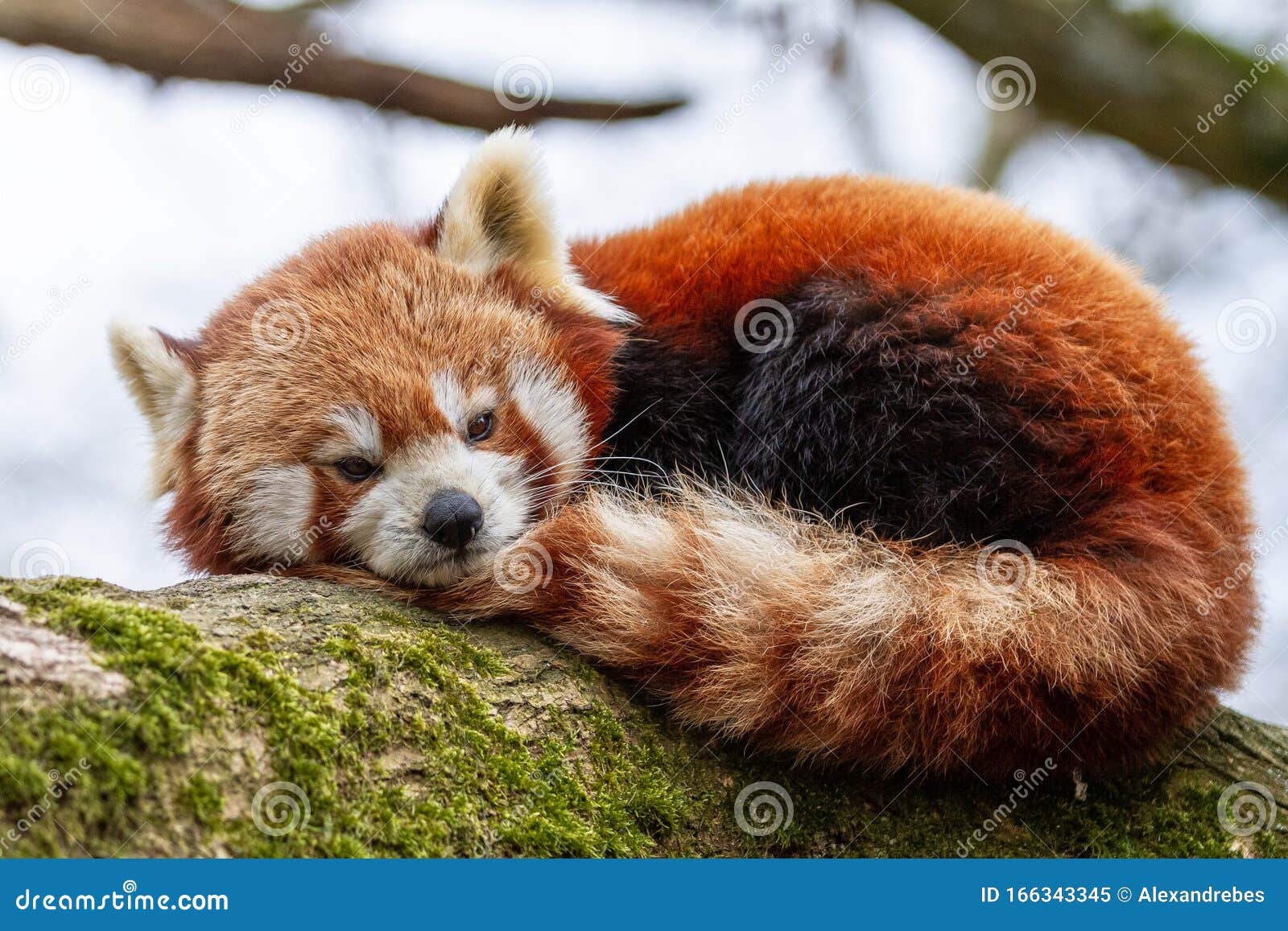 Red panda in the forest stock image. Image of natural - 166343345