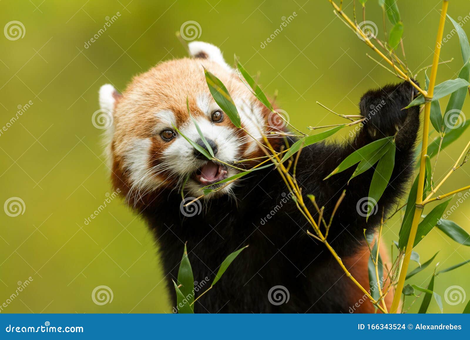 Red panda in the forest stock photo. Image of bamboo - 166343524