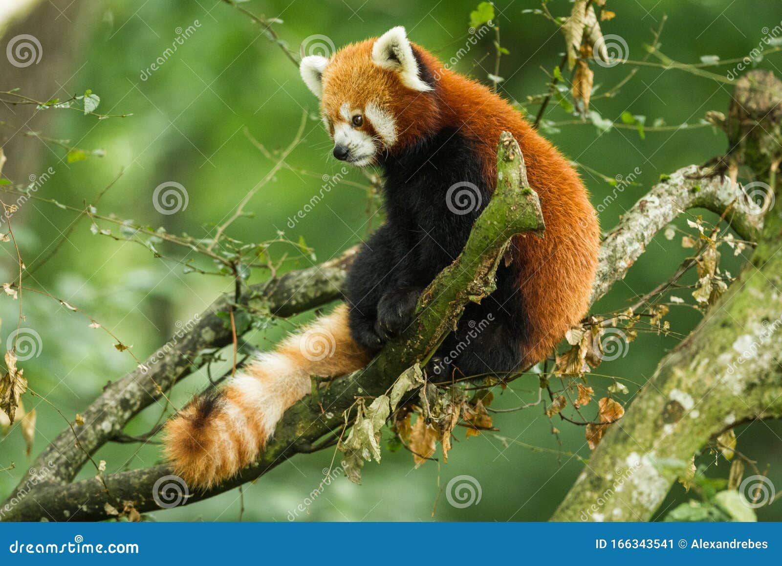 Red panda in the forest stock image. Image of bamboo - 166343541