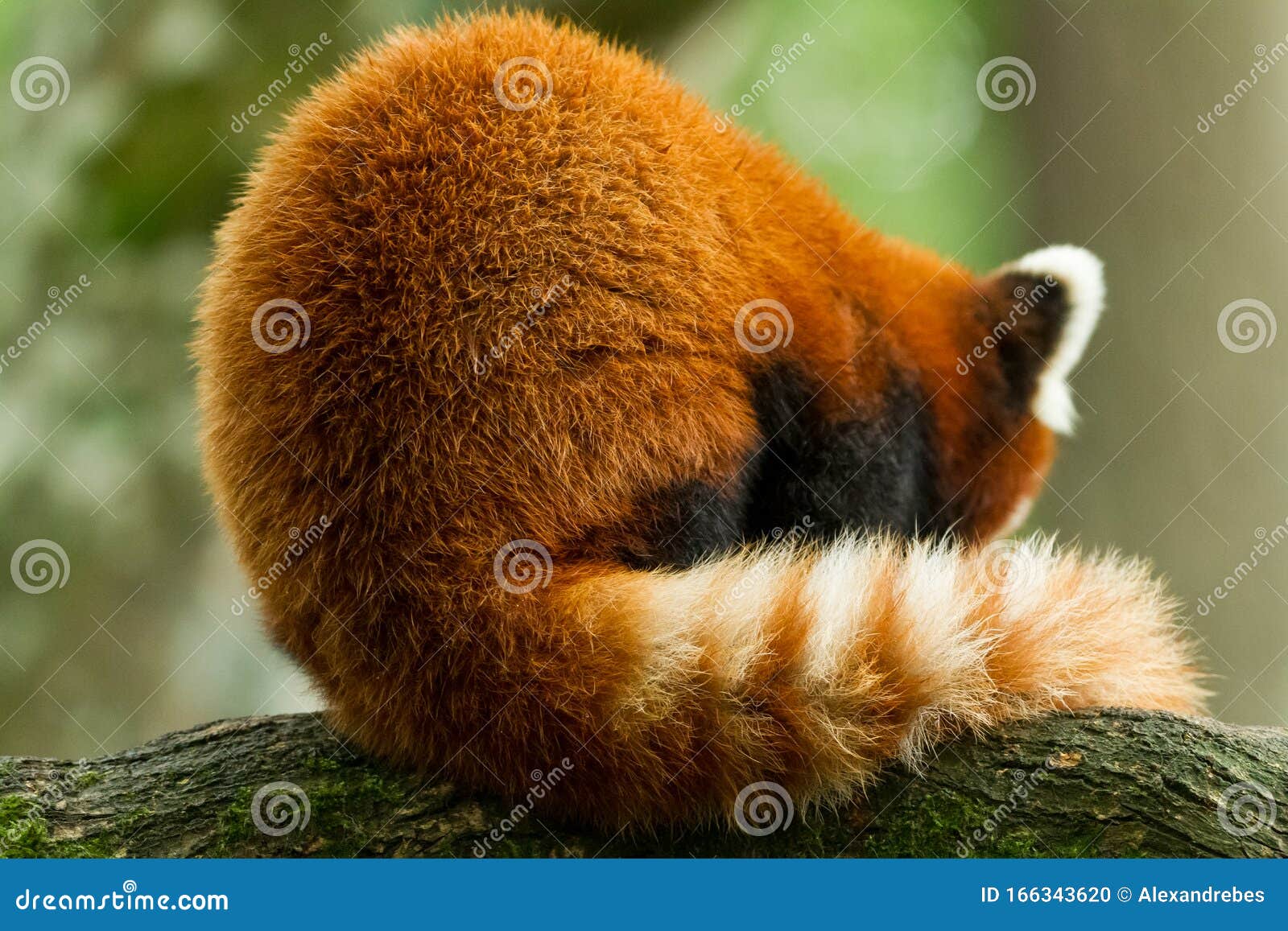 Red panda in the forest stock photo. Image of black - 166343620