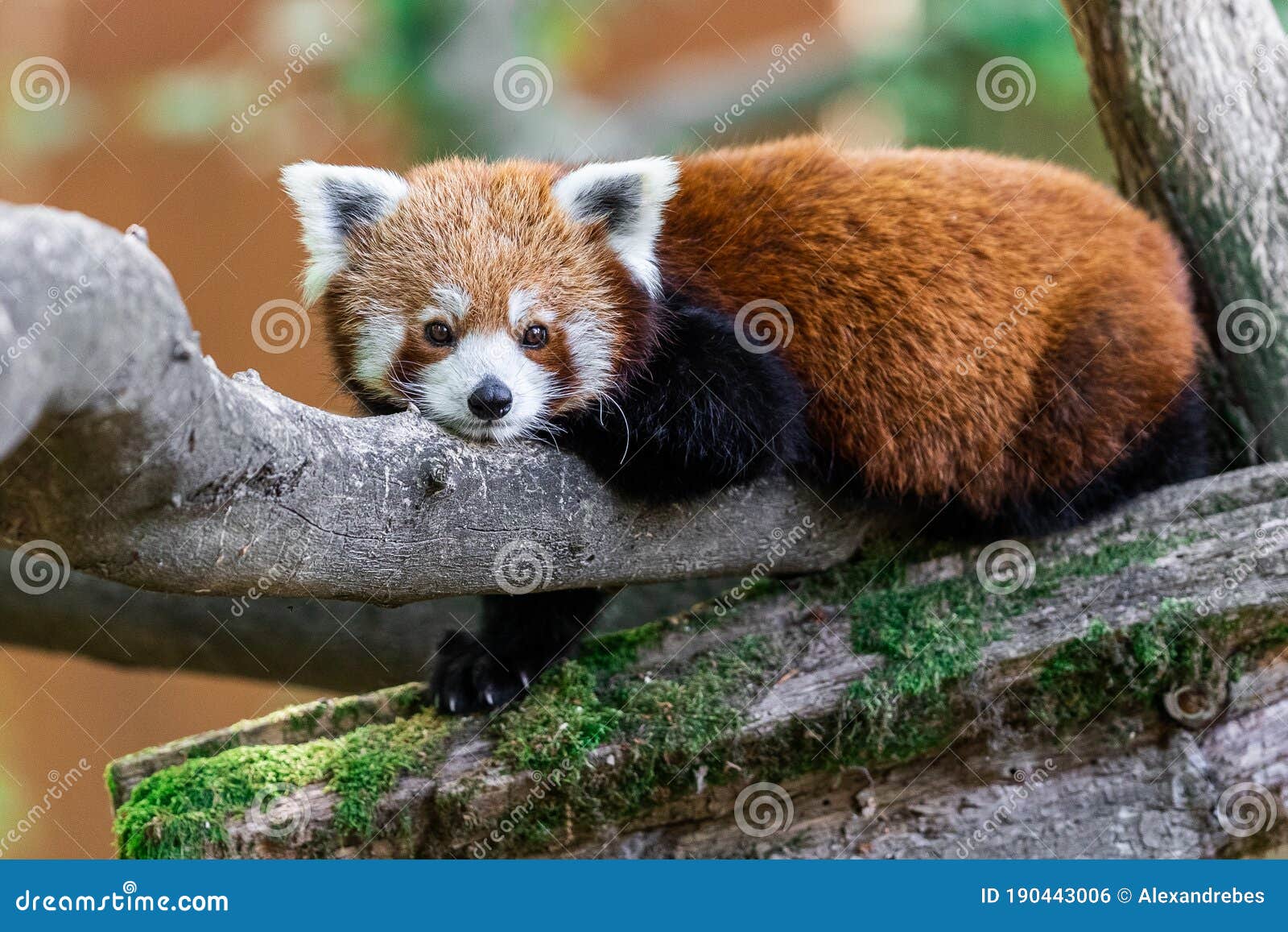 Red panda in the forest stock photo. Image of asia, adorable - 190443006