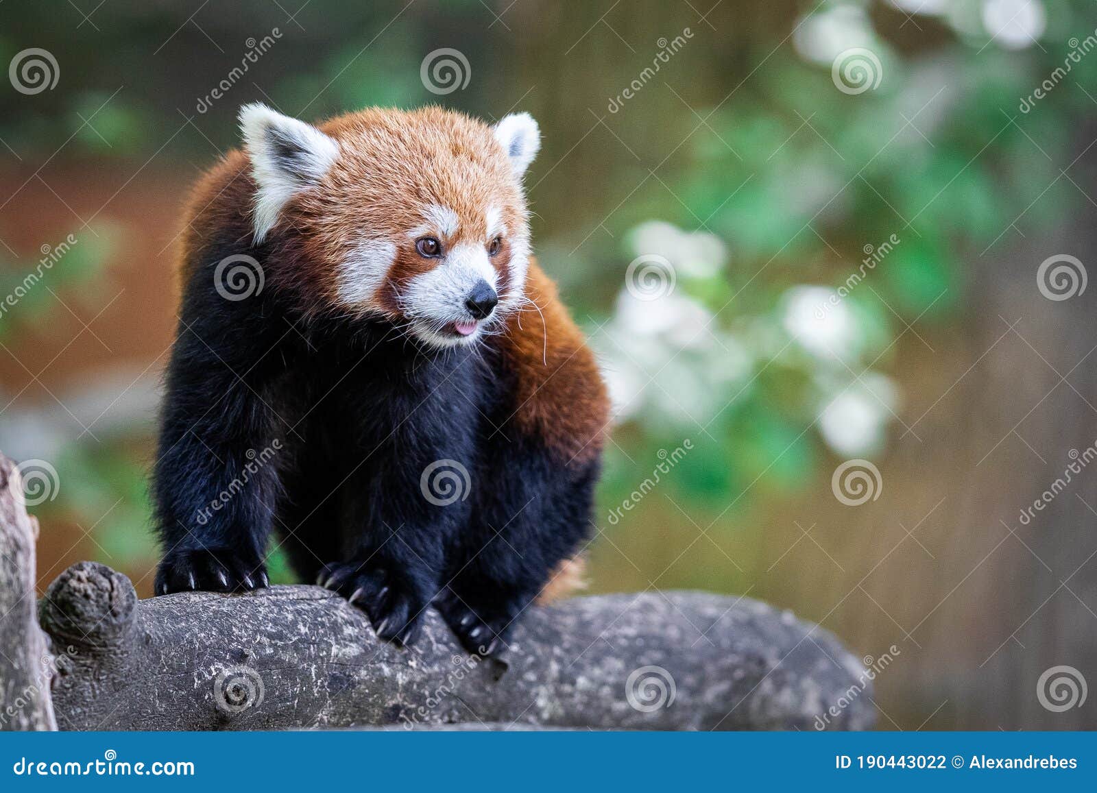 Red panda in the forest stock photo. Image of wildlife - 190443022