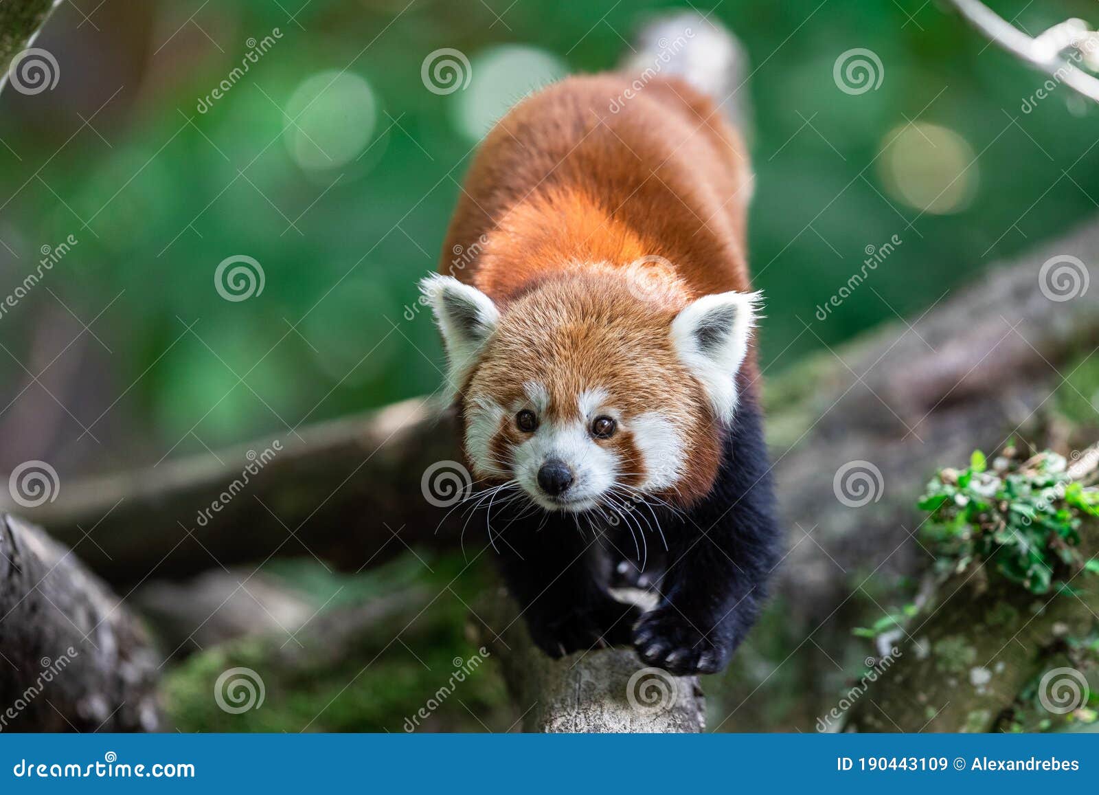 Red panda in the forest stock image. Image of mammal - 190443109