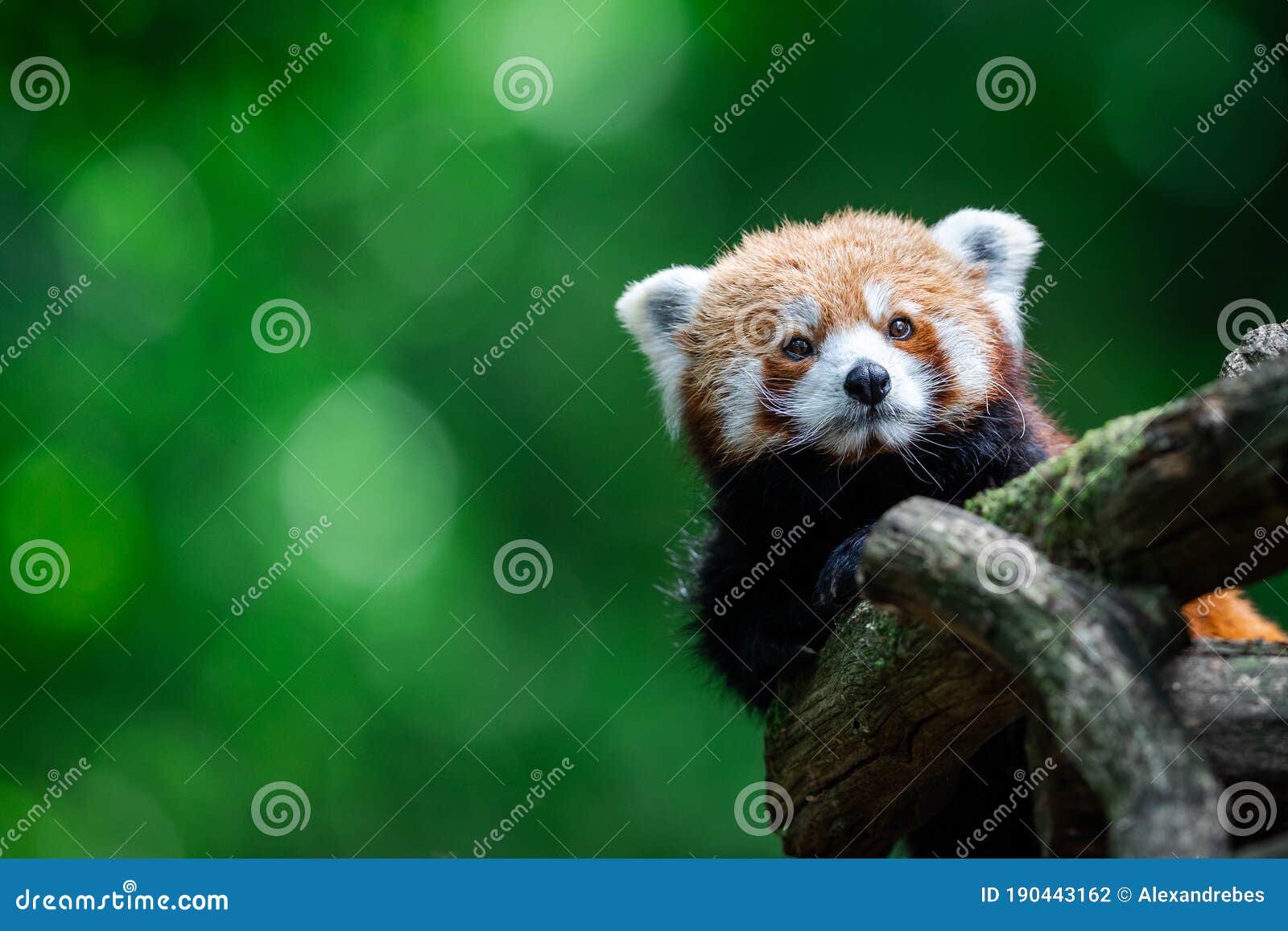 Red panda in the forest stock photo. Image of leaf, bamboo - 190443162
