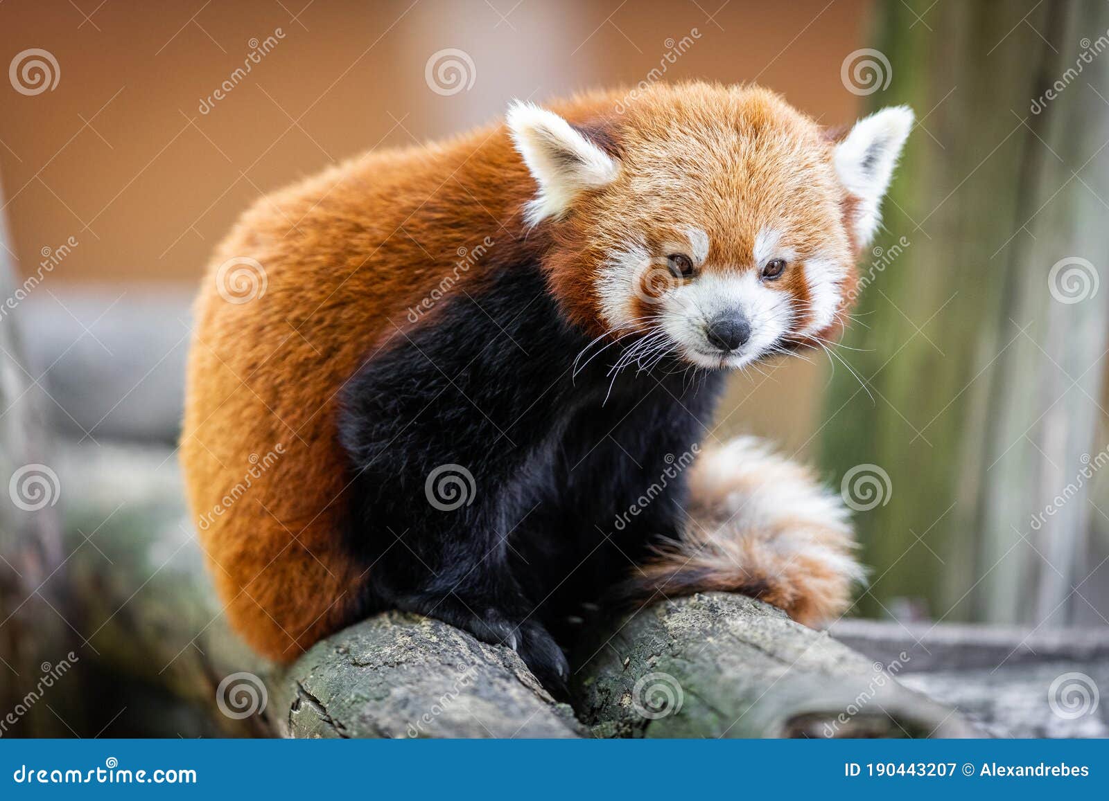 Red panda in the forest stock image. Image of forest - 190443207