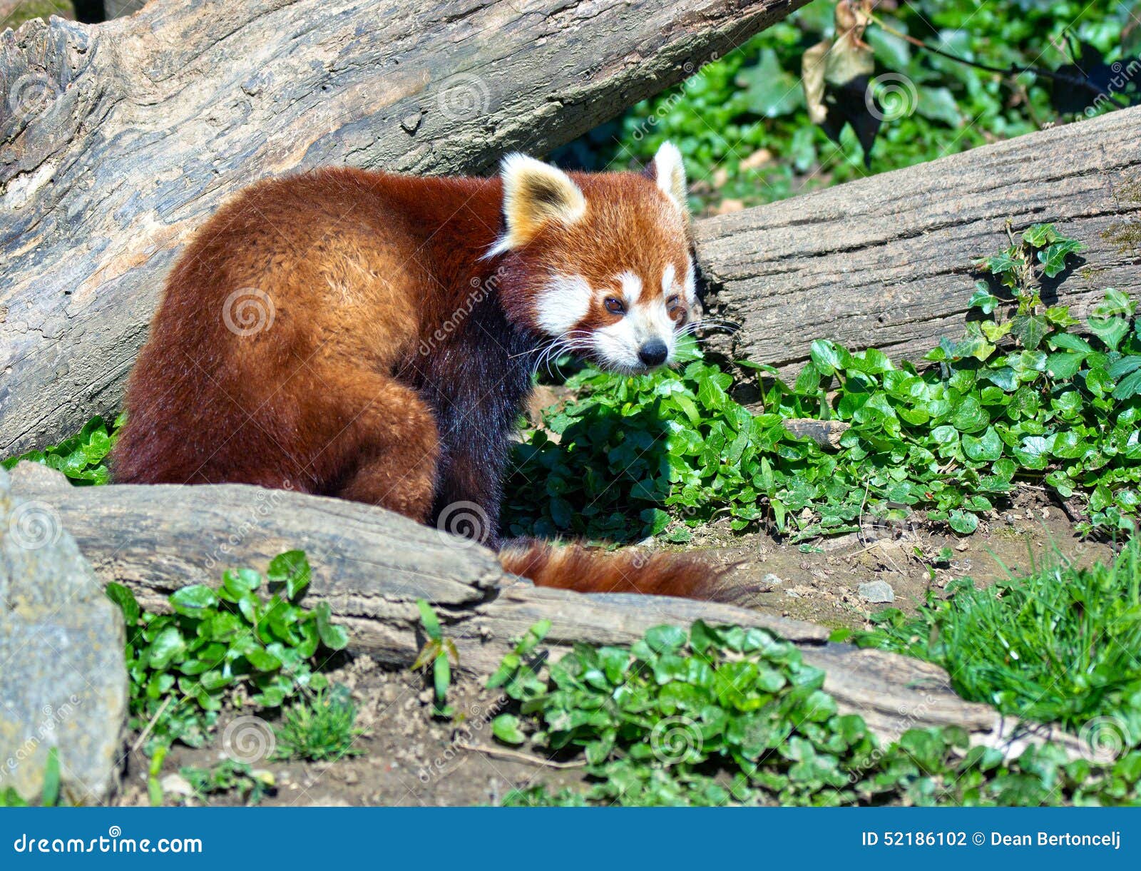 Red panda stock photo. Image of carnivore, national, mammal - 52186102