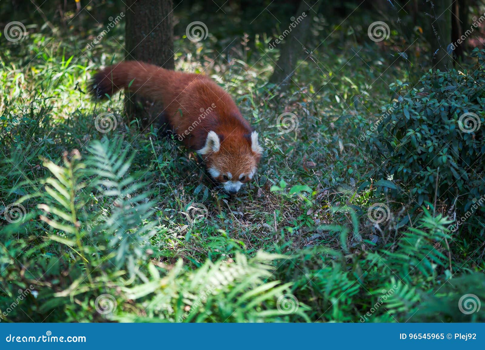 Red panda in the forest stock image. Image of adorable - 96545965
