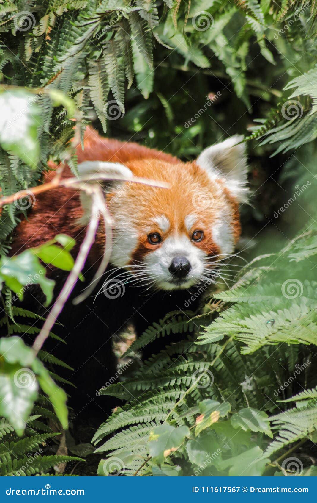 Red panda in forest stock image. Image of cute, small - 111617567