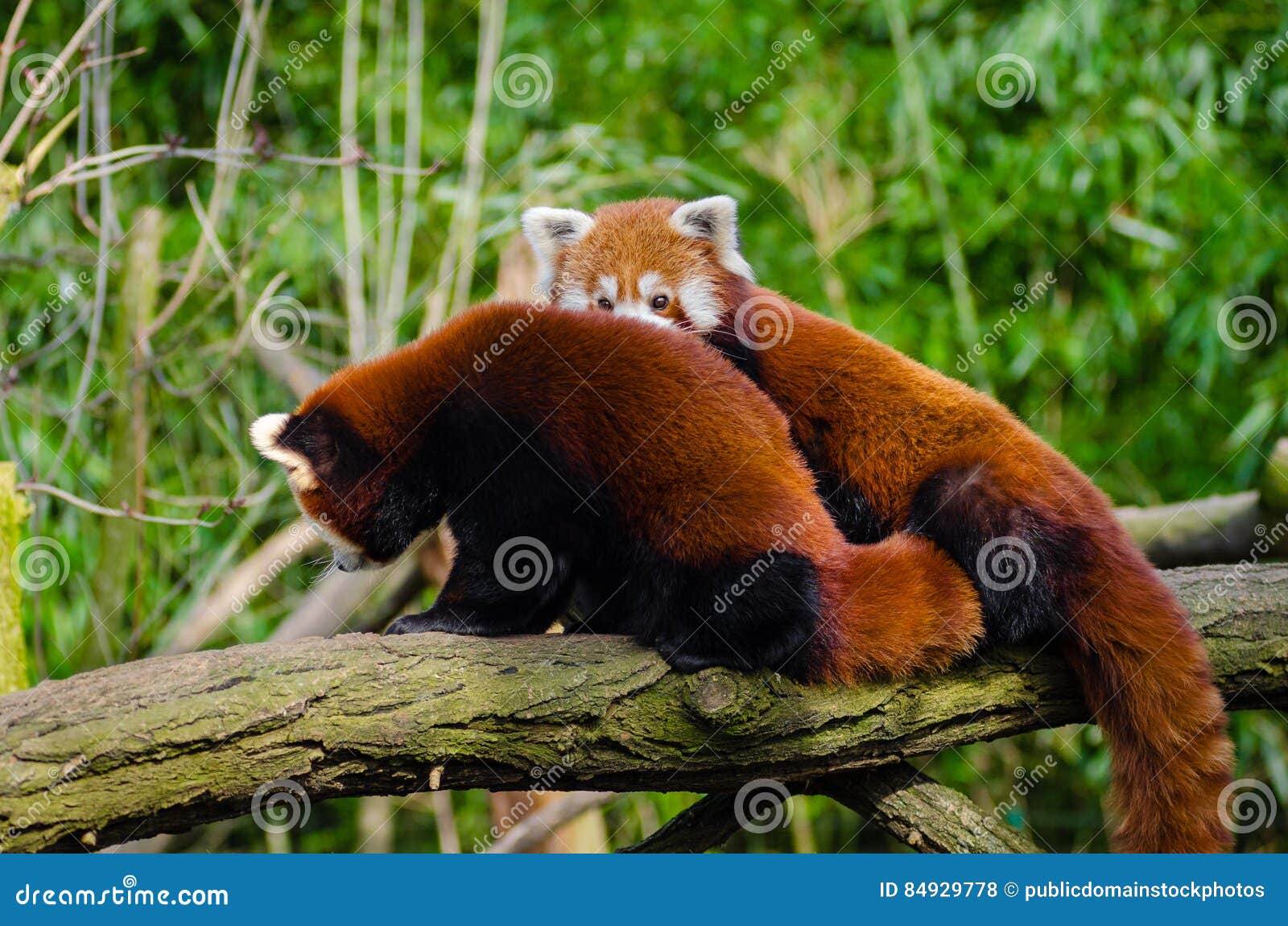 Red Panda Friends Picture. Image: 84929778