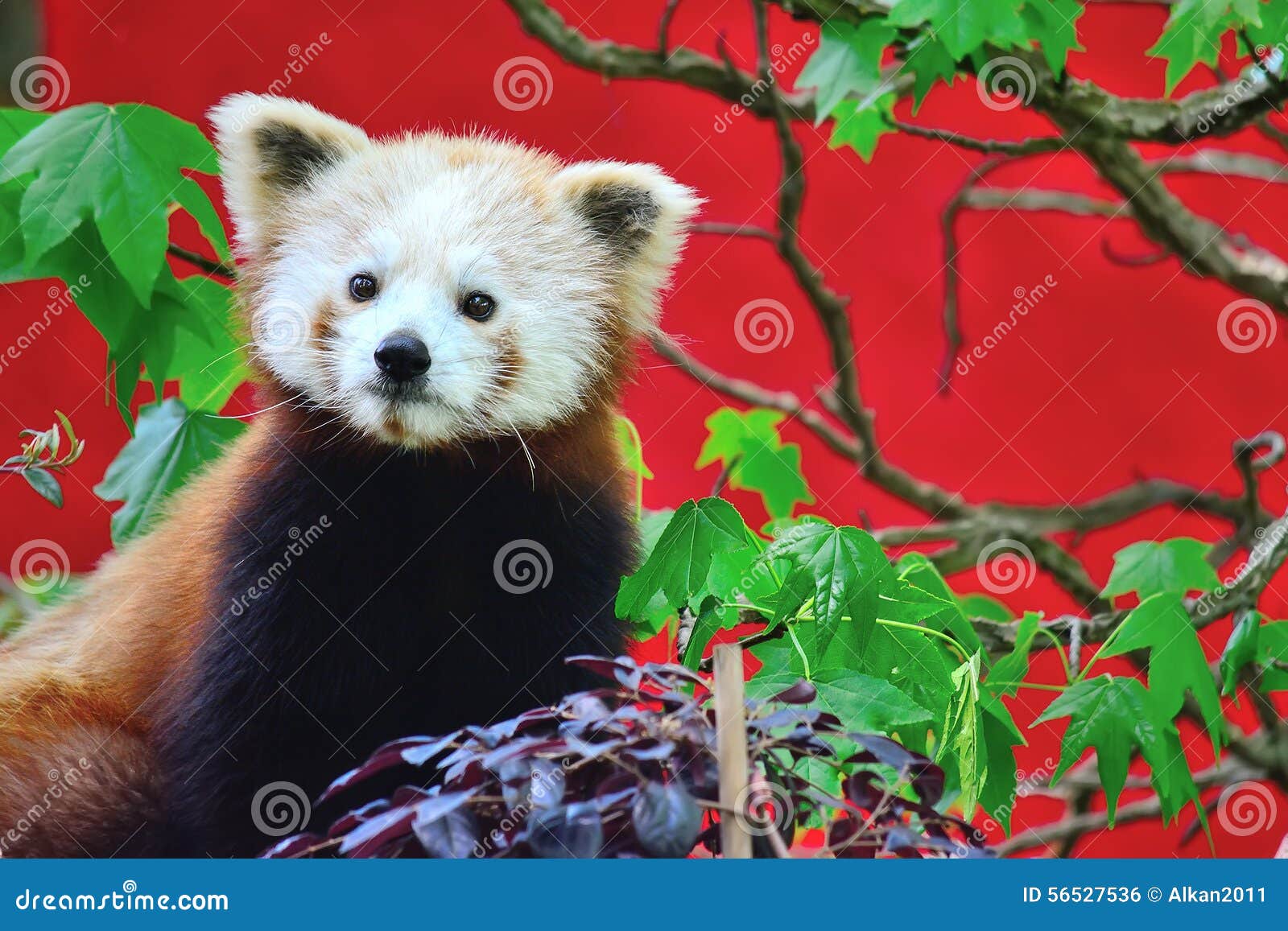 Red panda front view stock photo. Image of animal, alone - 56527536