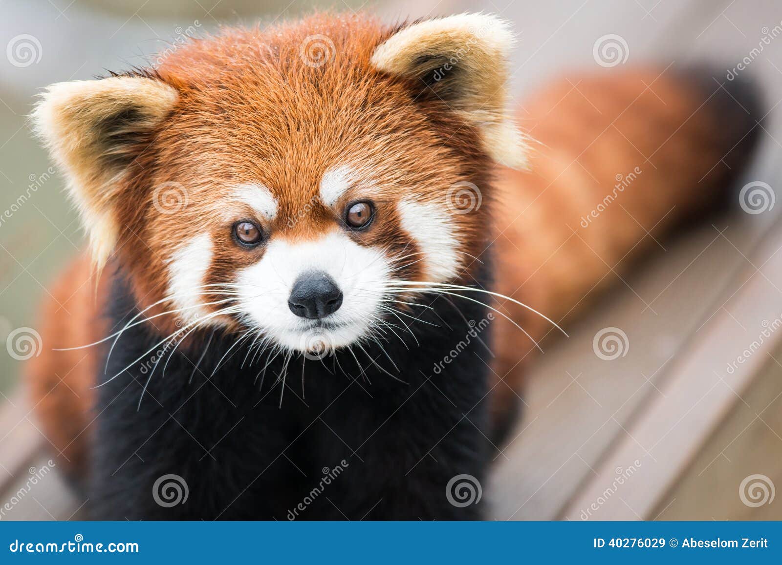 Red Panda stock image. Image of roger, united, panda - 40276029
