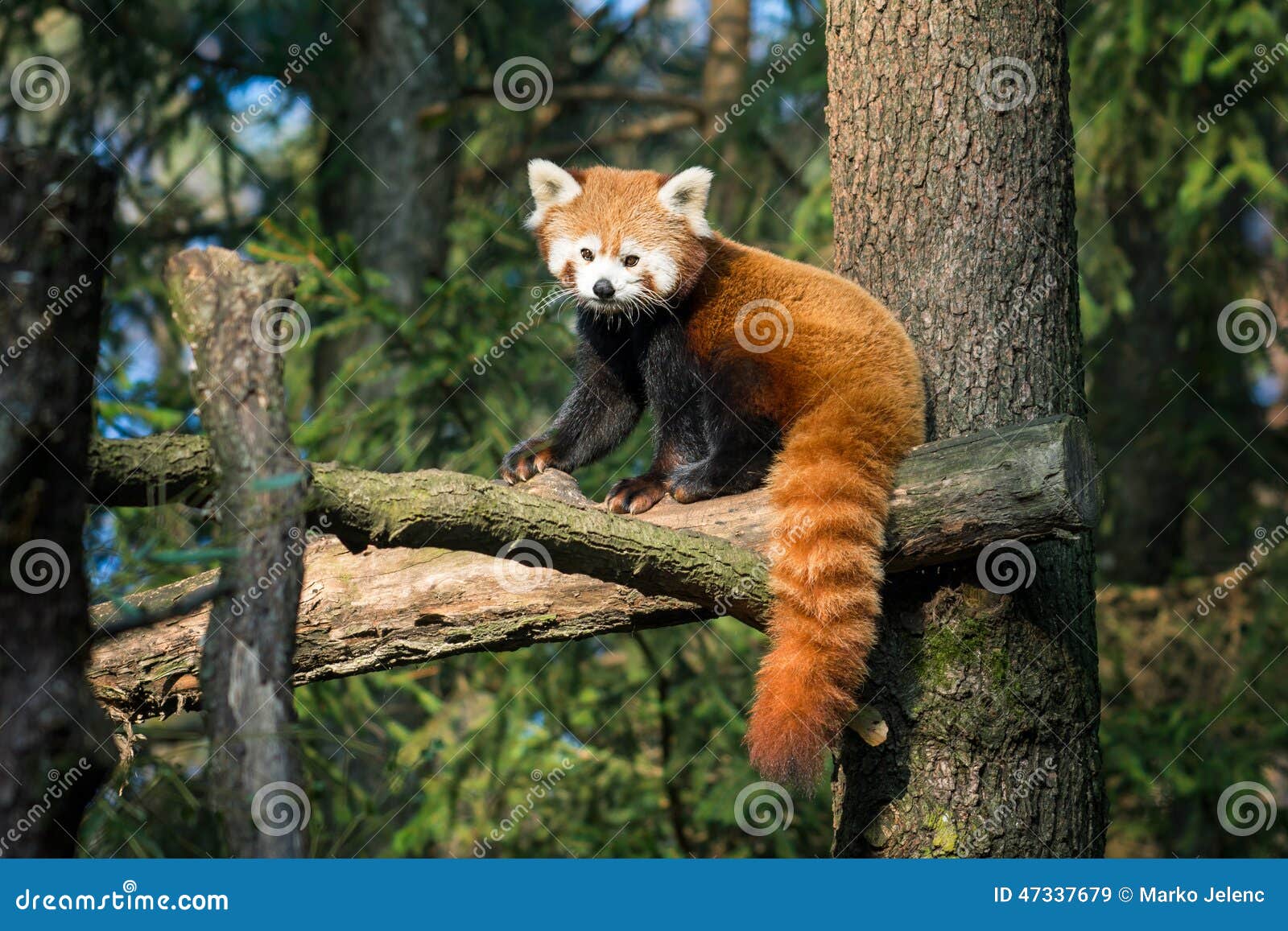Red panda stock image. Image of endangered, people, small - 47337679