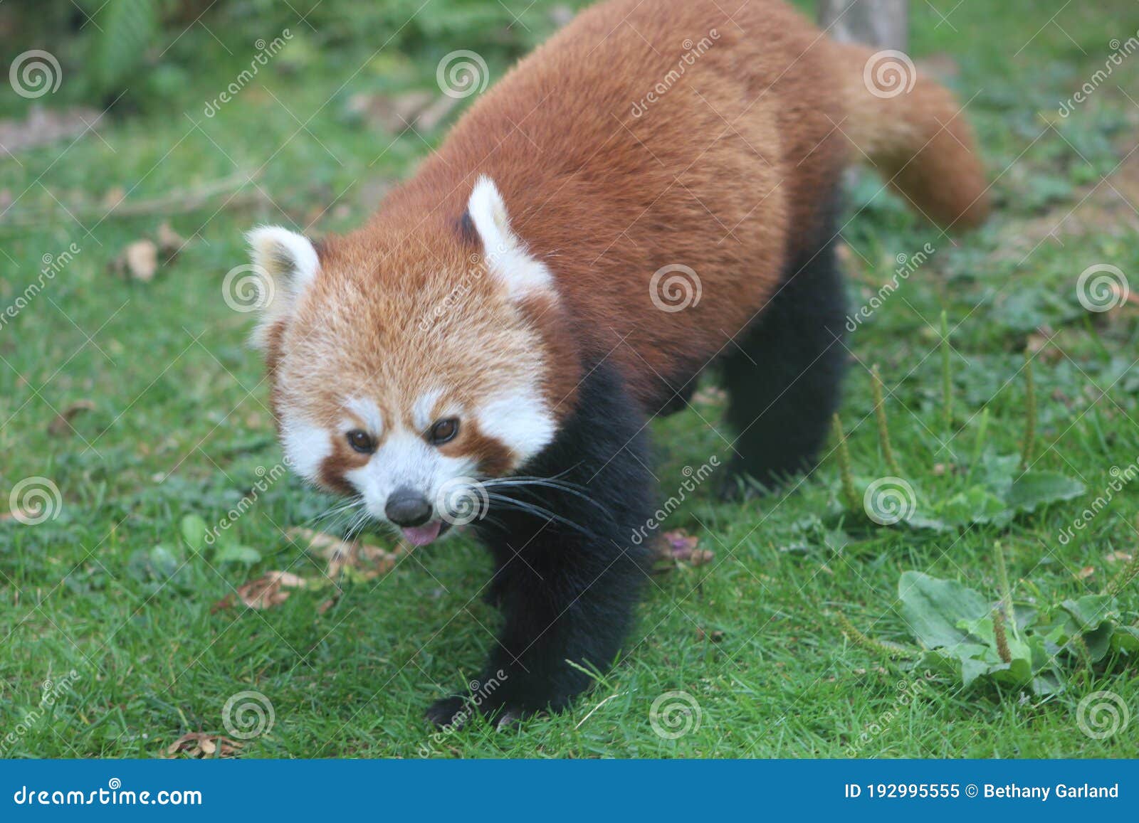Red panda on the ground stock image. Image of primate - 192995555