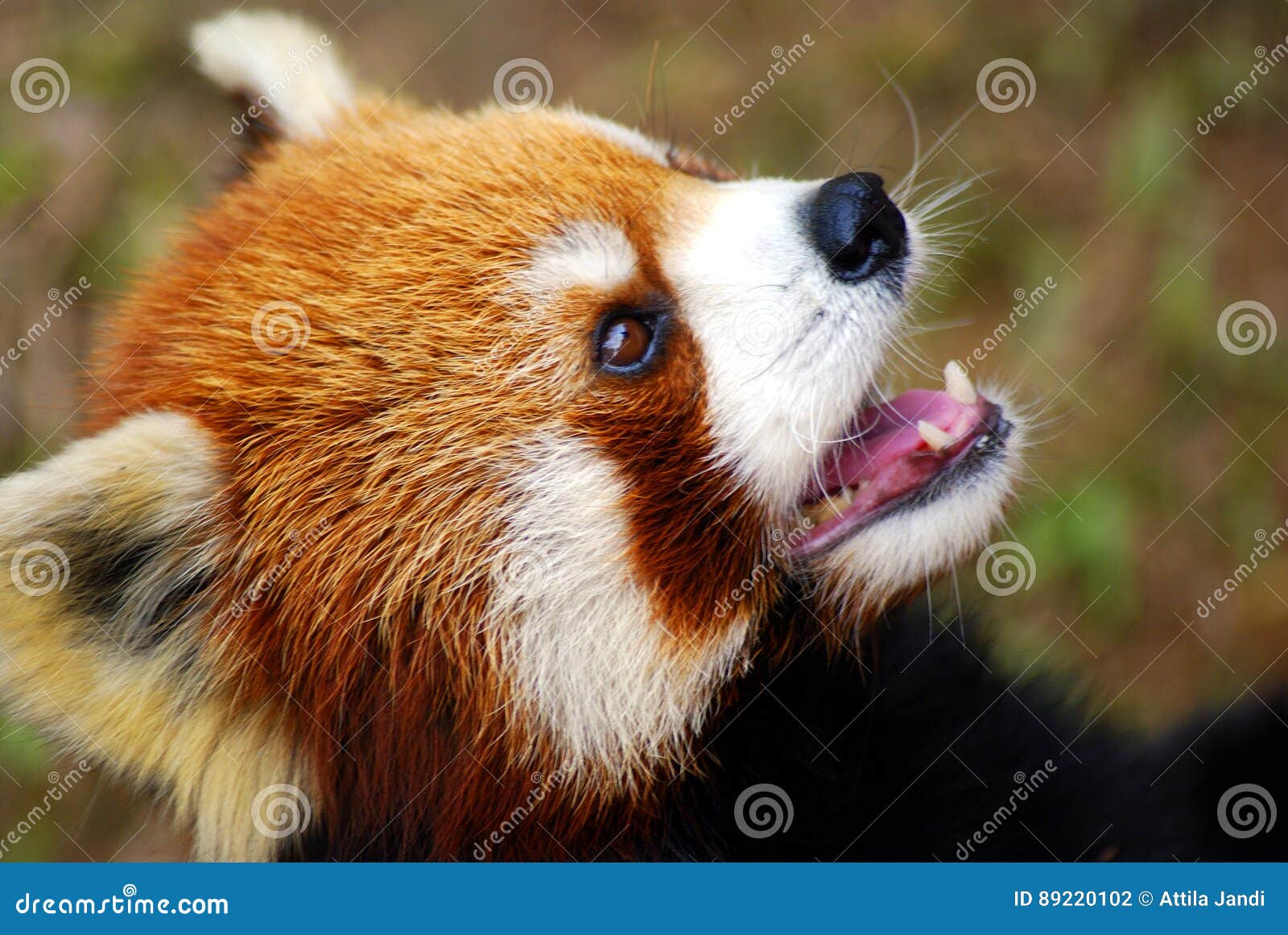 Red Panda, Guangzhou, China Editorial Photography - Image of jungle ...