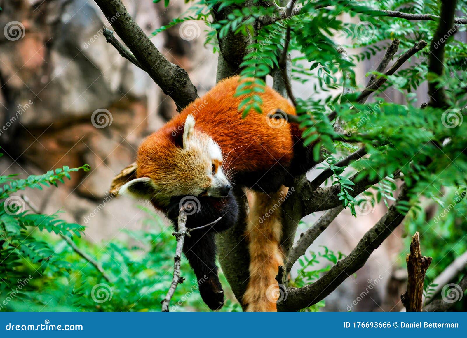 Red Panda hanging around stock photo. Image of wild - 176693666