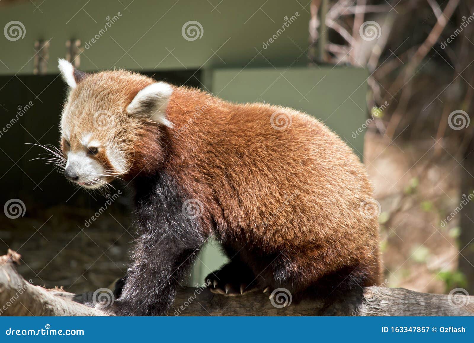 The Red Panda Has Sharp Claws Stock Image - Image of animal, panda ...
