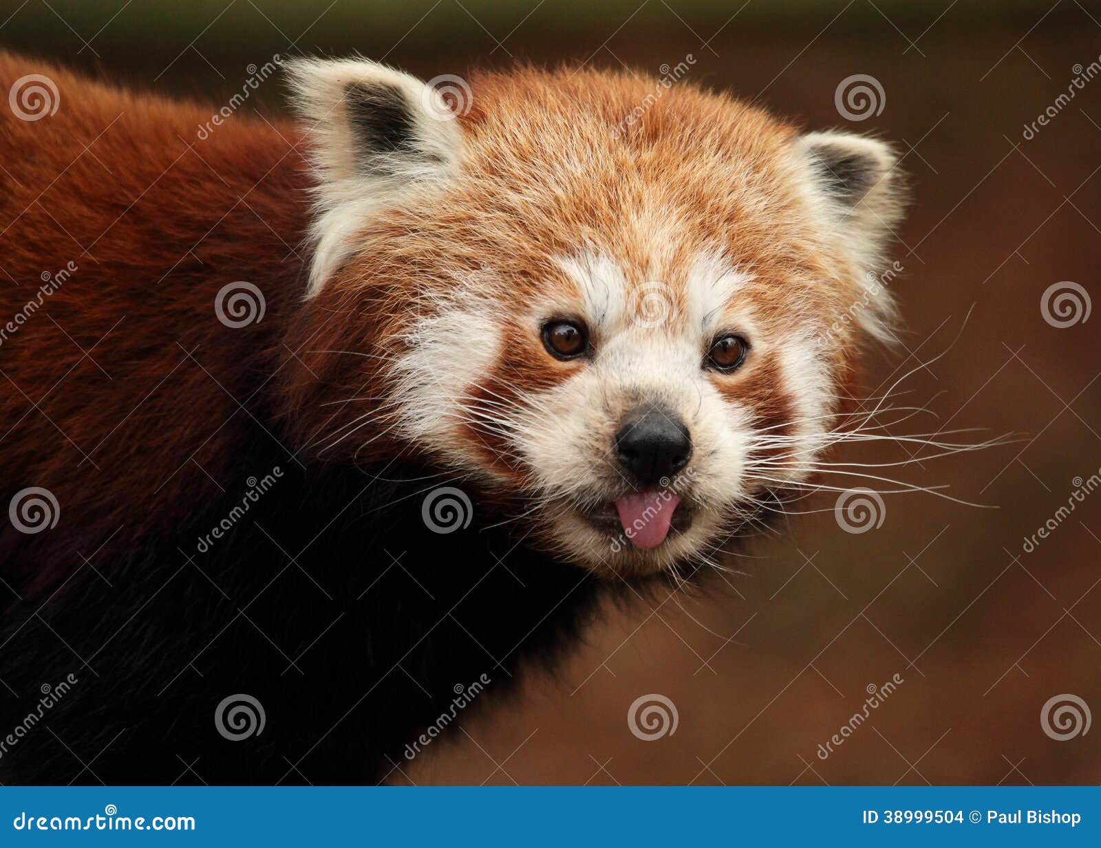 Red Panda stock photo. Image of poking, cute, panda, head - 38999504