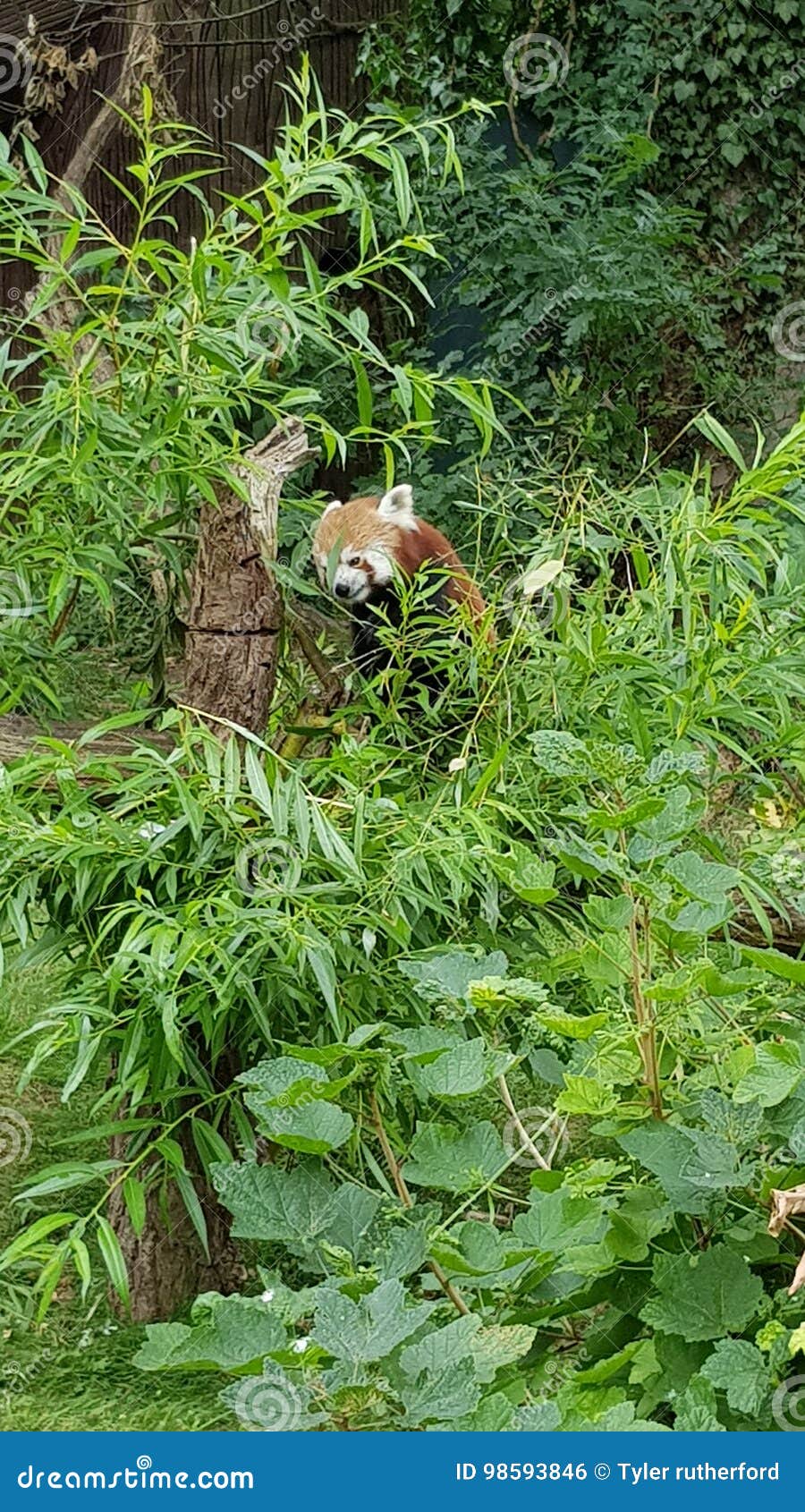 Red panda stock photo. Image of hiding, panda, forrest - 98593846